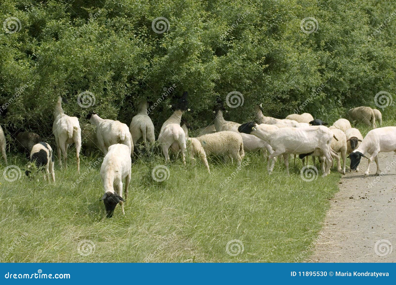 Sheep Gnawing Roadside Bushes. Stock Photo - Image of livestock, color ...