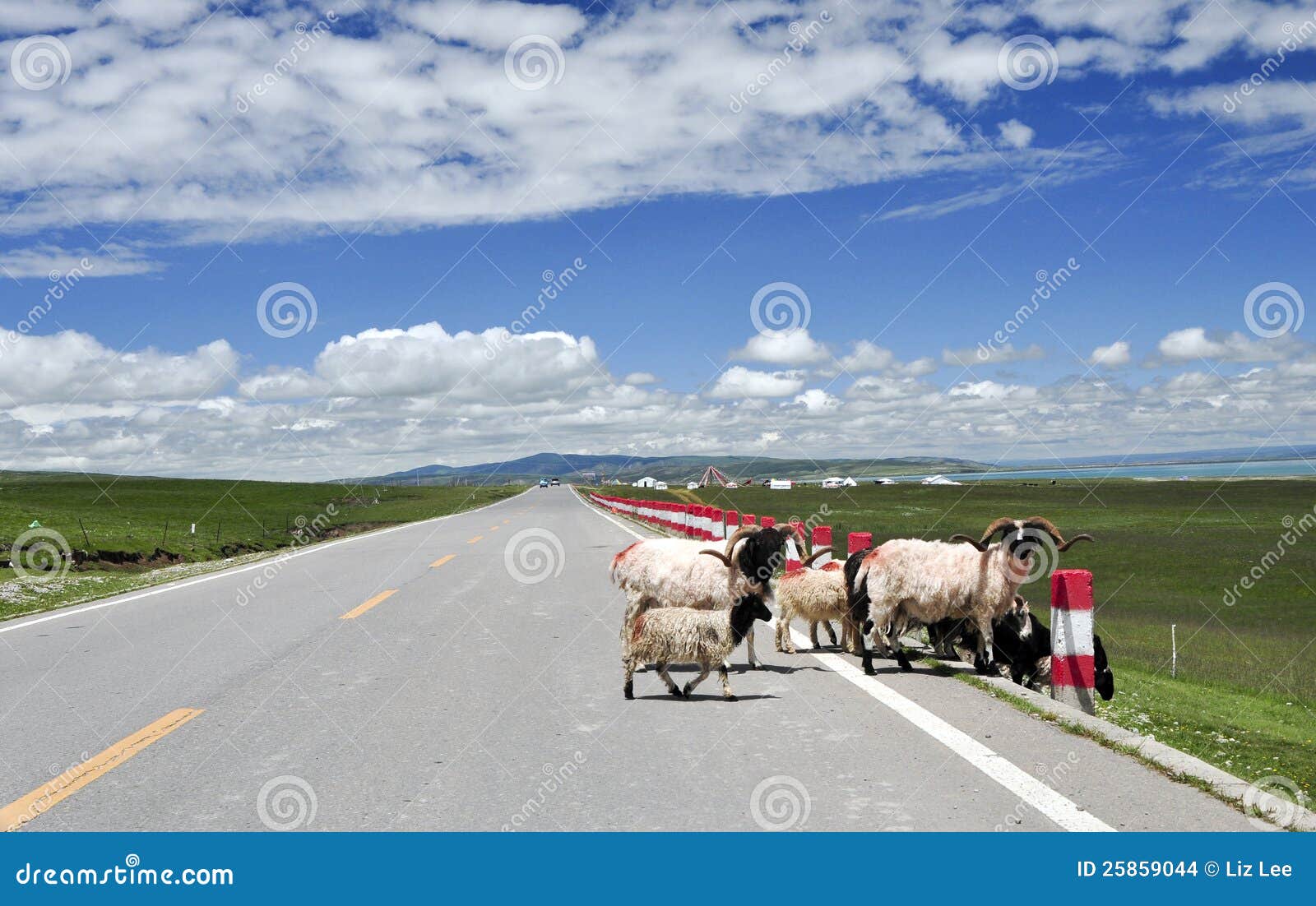 Sheep go across the road stock photo. Image of goat, interesting - 25859044