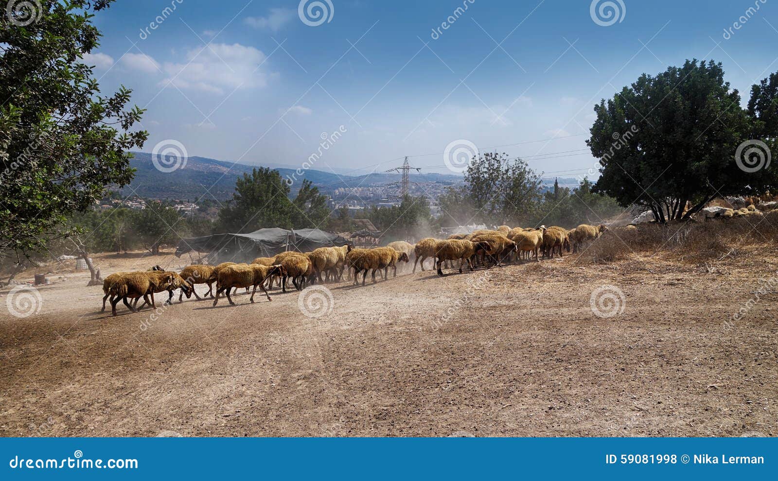 Sheep go home stock photo. Image of animal, flock, agriculture - 59081998