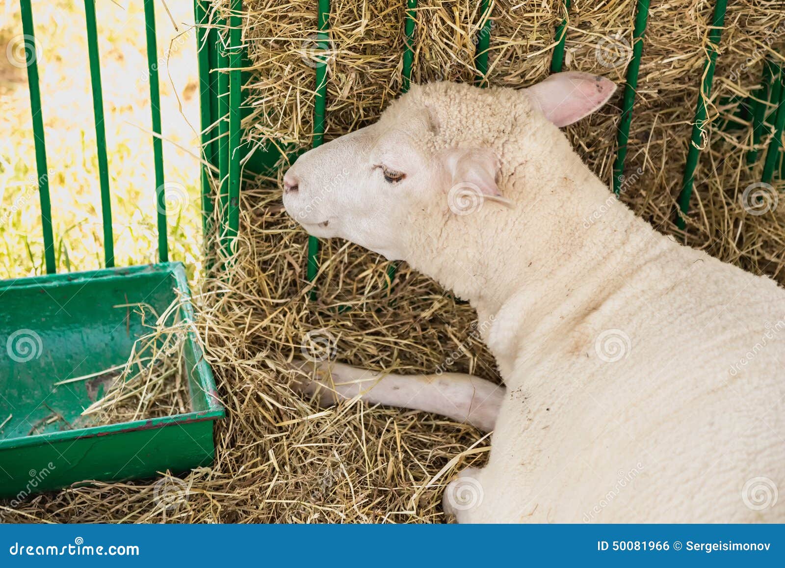 Sheep or Goat in Cell on Farm Stock Photo - Image of beasts ...