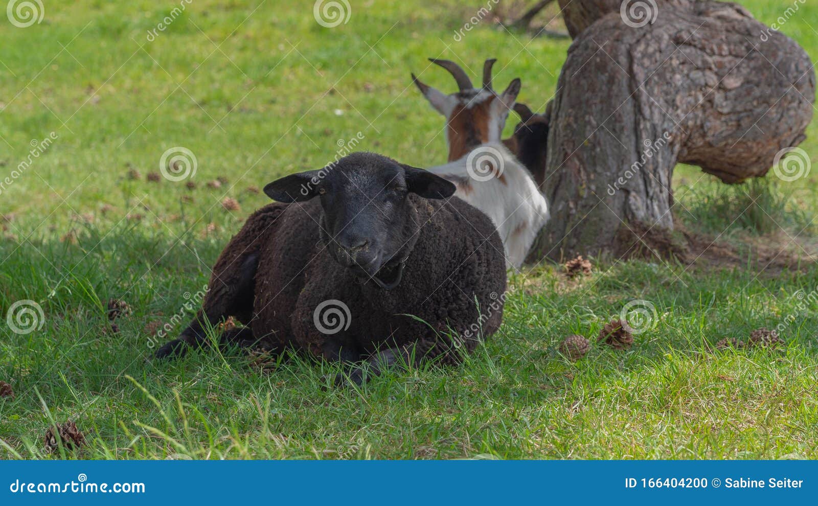 Sheep and Goat on a Pasture Stock Photo - Image of livestock, grazing ...