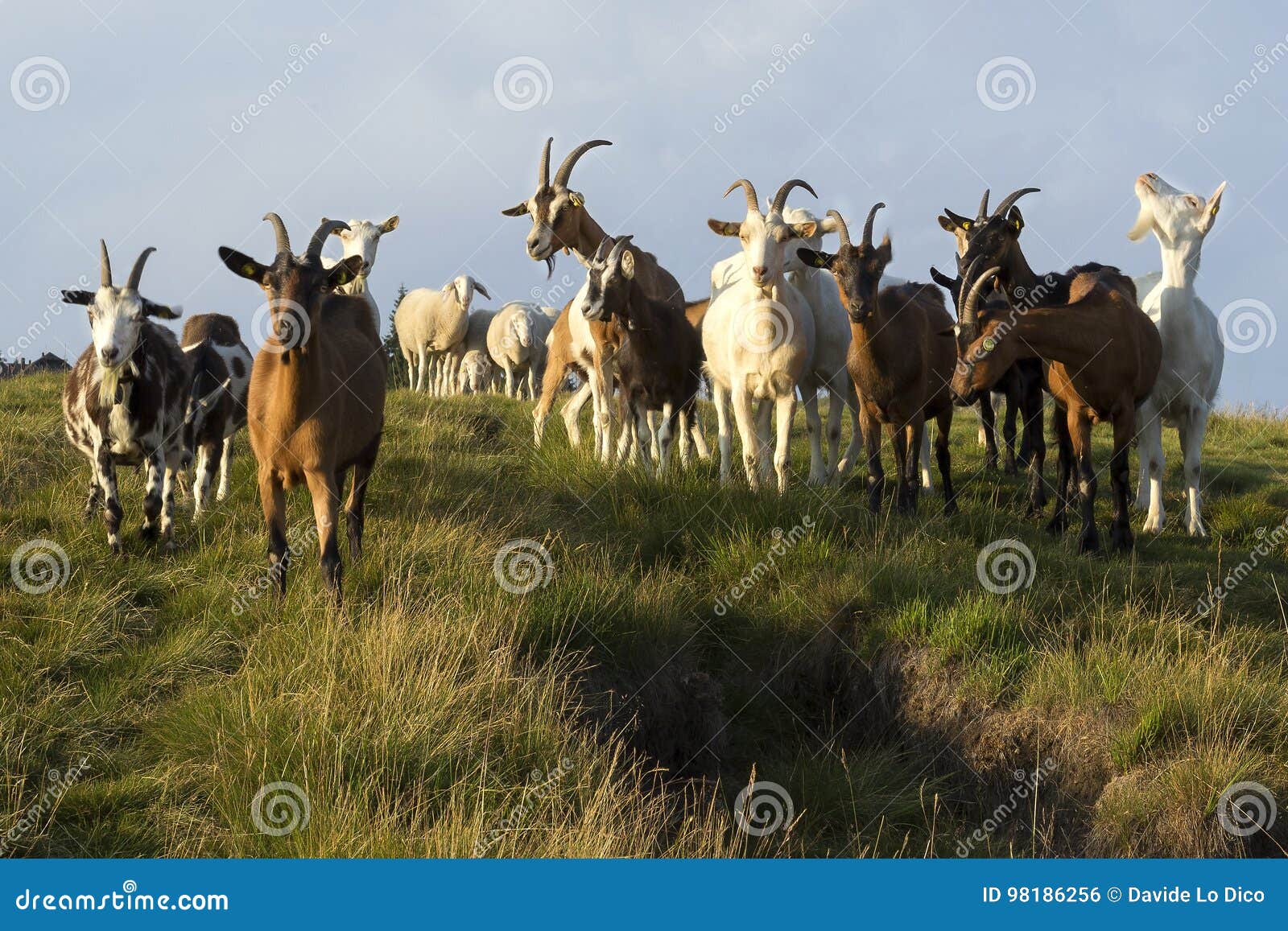 Sheep and goats stock photo. Image of gazing, sunset - 98186256