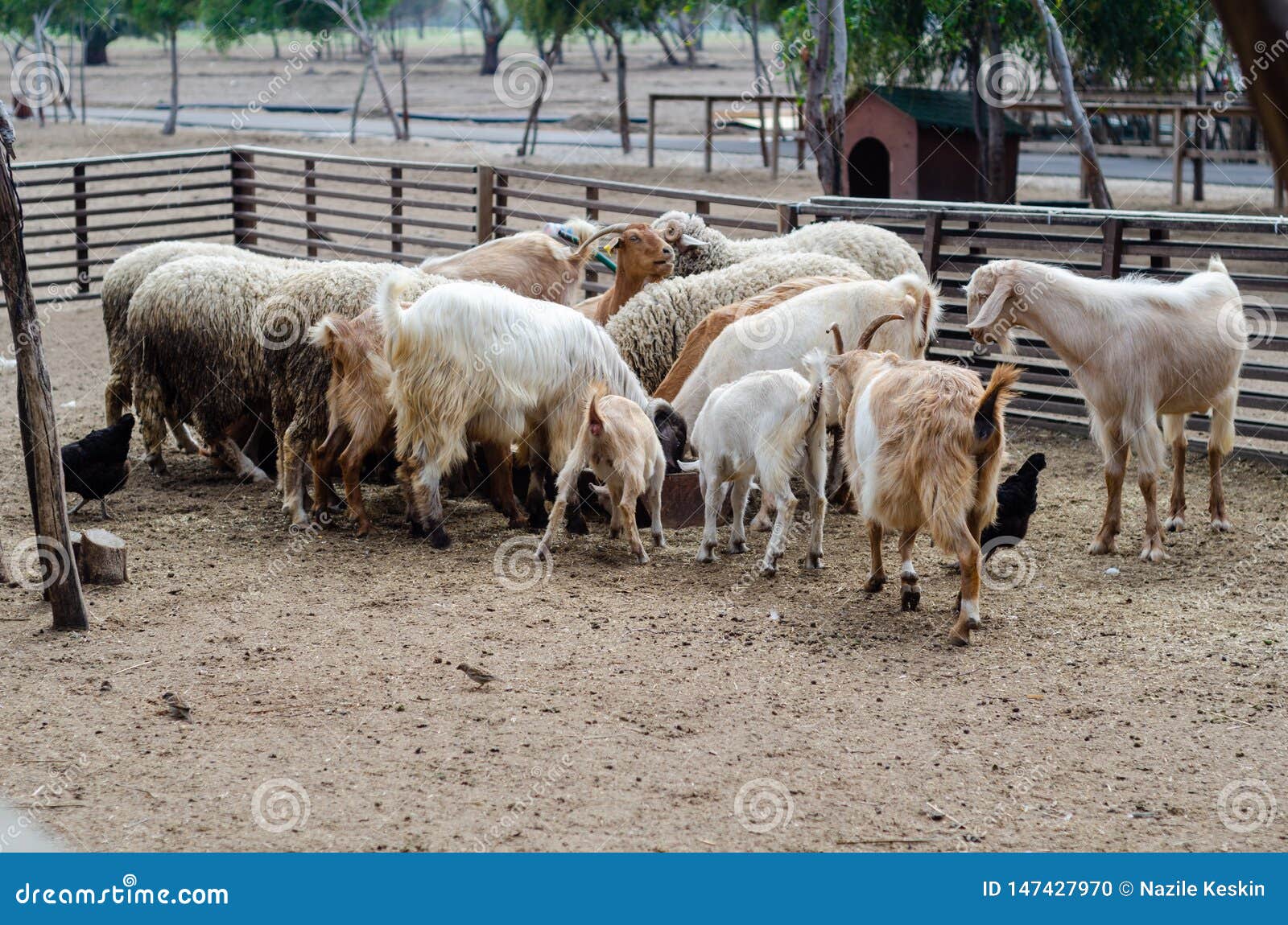 Sheep and Goats in the Farm Stock Photo - Image of animal, beard: 147427970