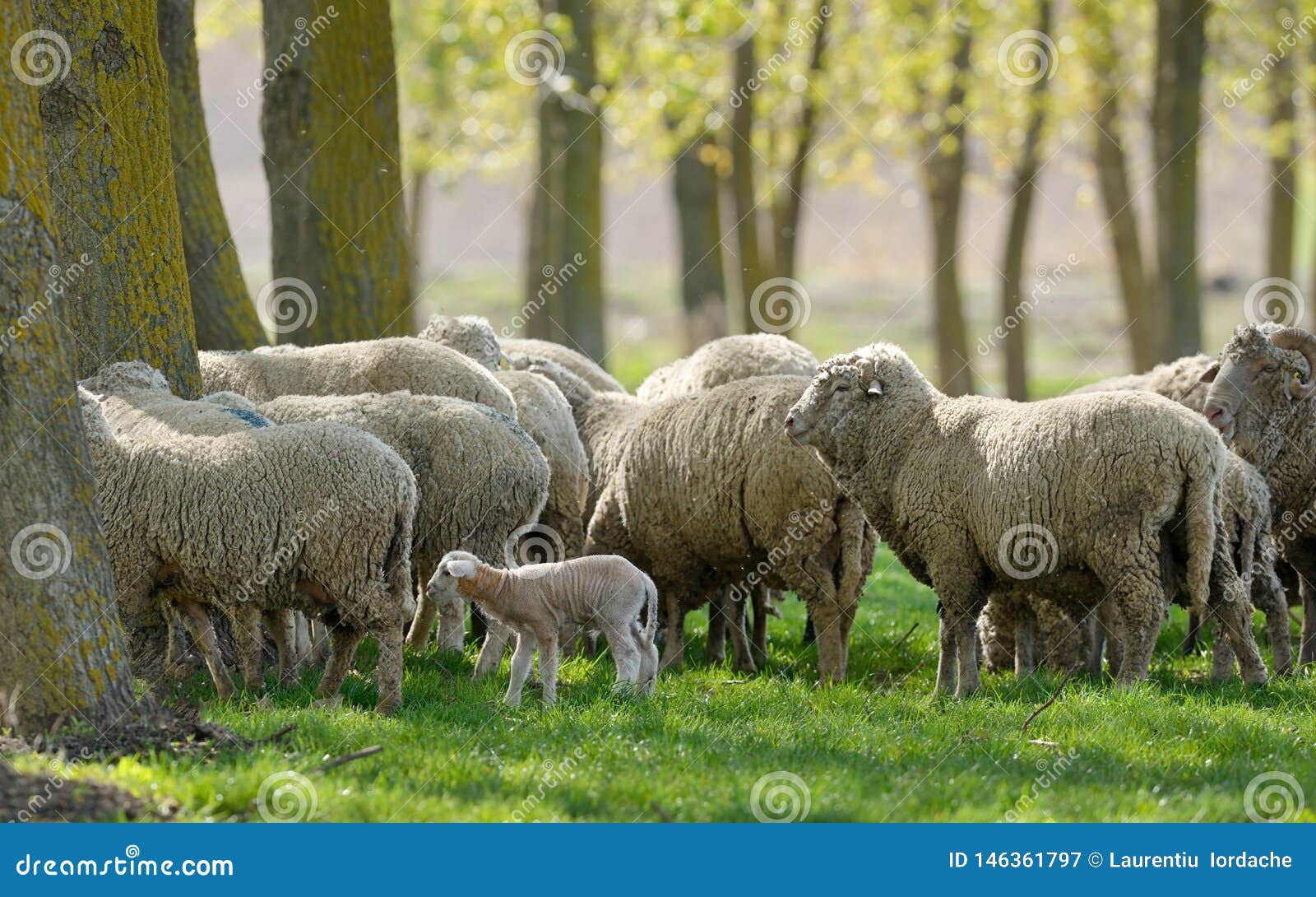 Sheep Goats Graze Grass Spring Stock Image - Image of mountain, spring ...