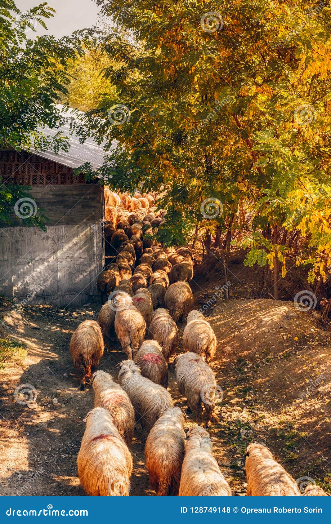 Sheep and Goats Moving To the Pasture Stock Photo - Image of grass ...