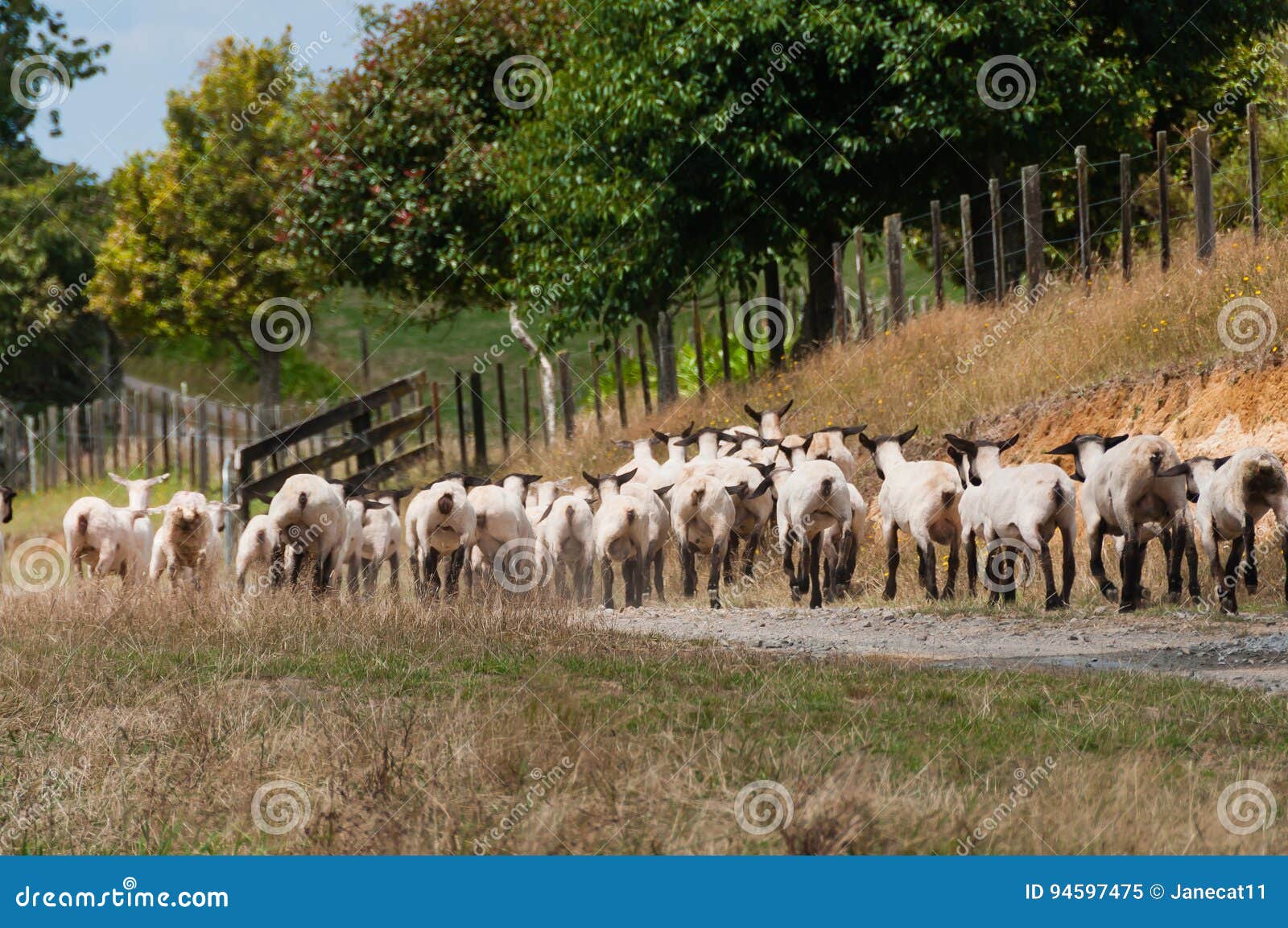 Sheep going to paddock stock image. Image of farming - 94597475
