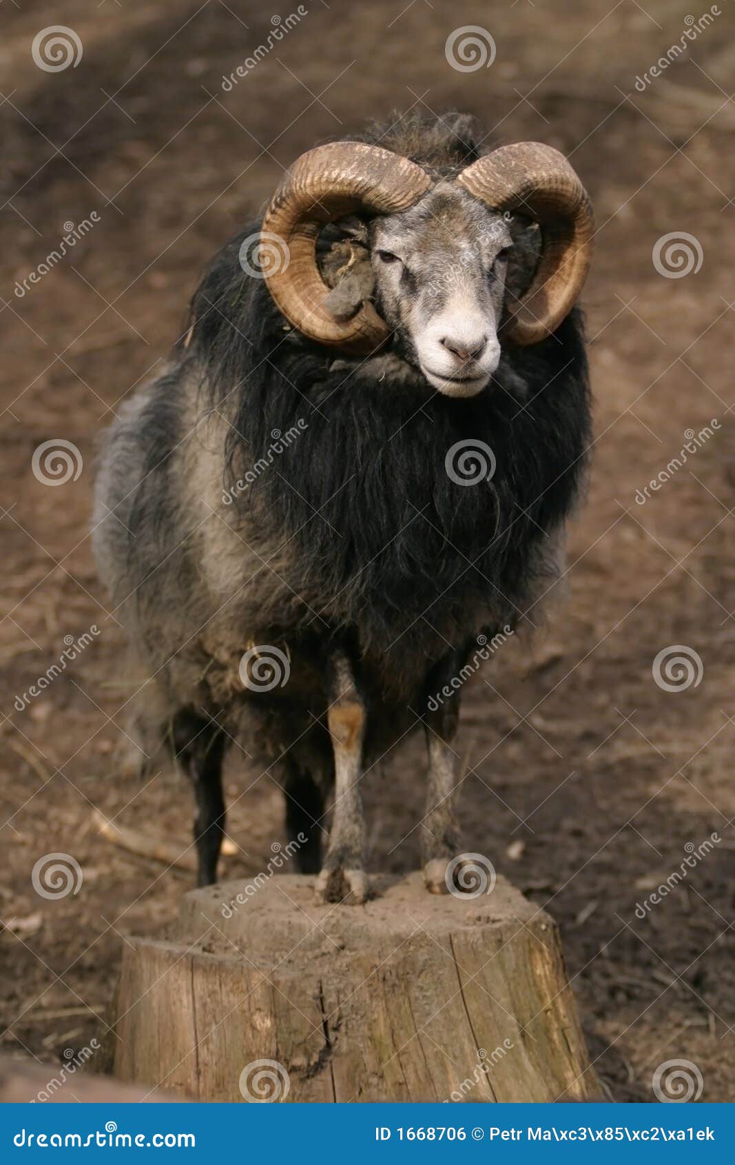 Sheep, Gotland sheep - ram stock photo. Image of sheeps - 1668706