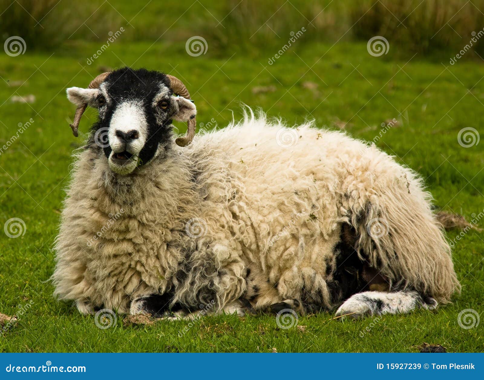 Sheep Graas Stock Photos - Free & Royalty-Free Stock Photos from Dreamstime