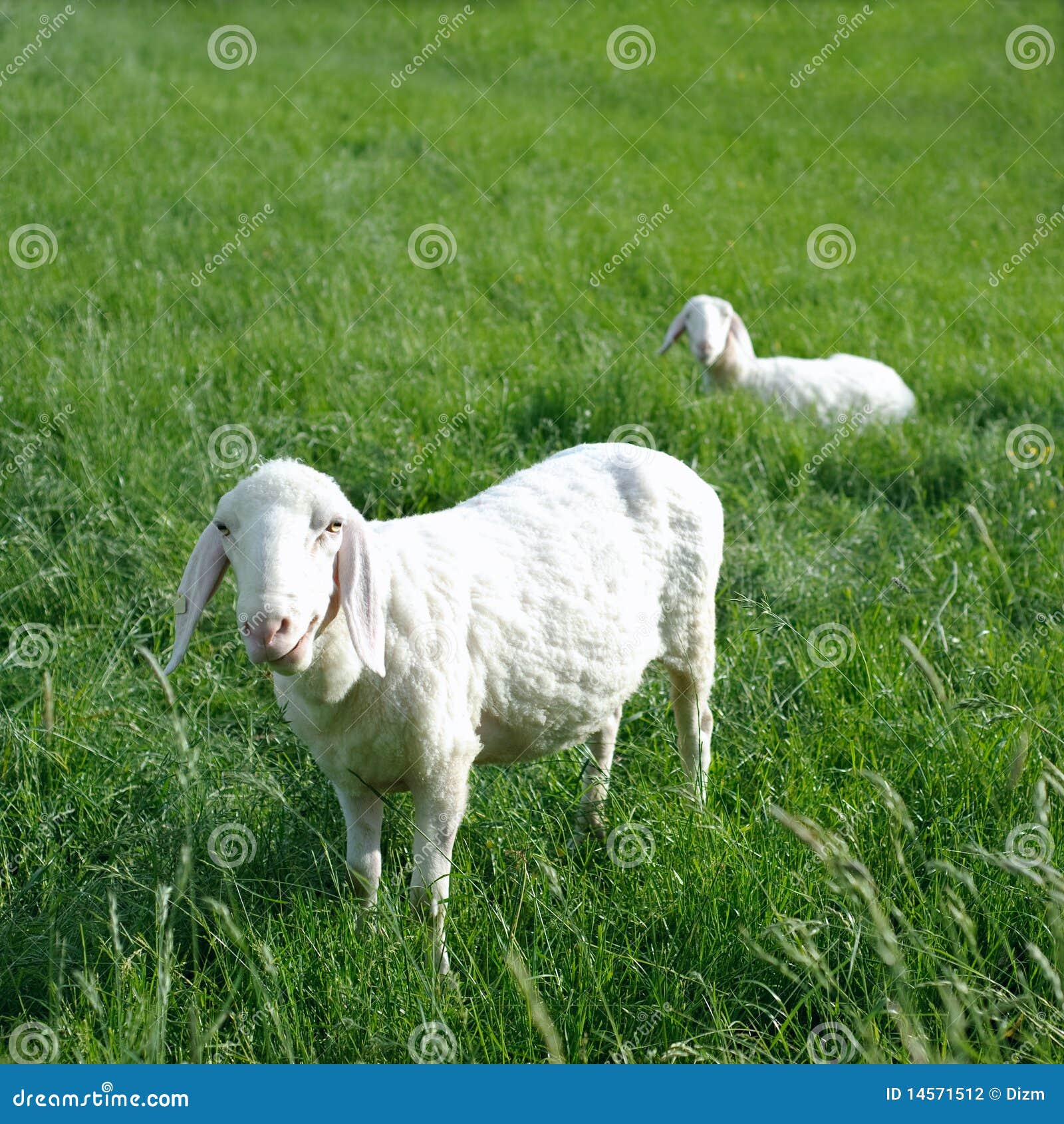 Sheep in grass stock photo. Image of nature, summer, yearling - 14571512