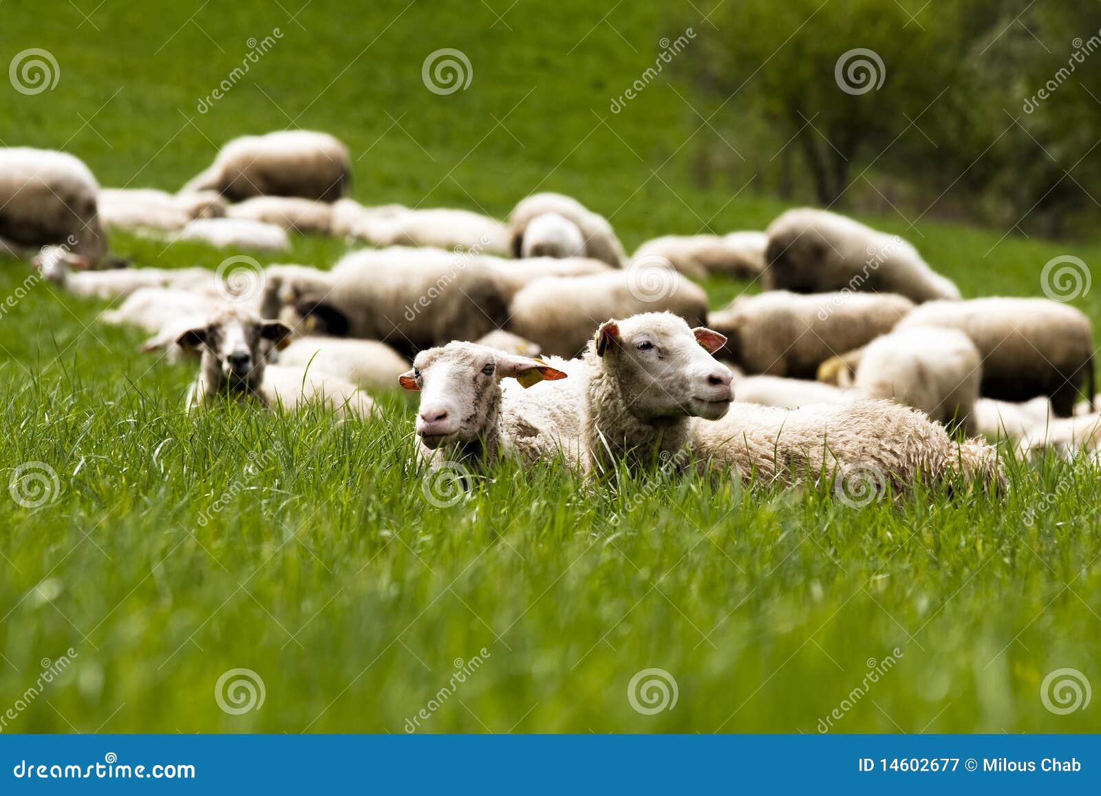 Sheep on grass stock image. Image of countryside, field - 14602677