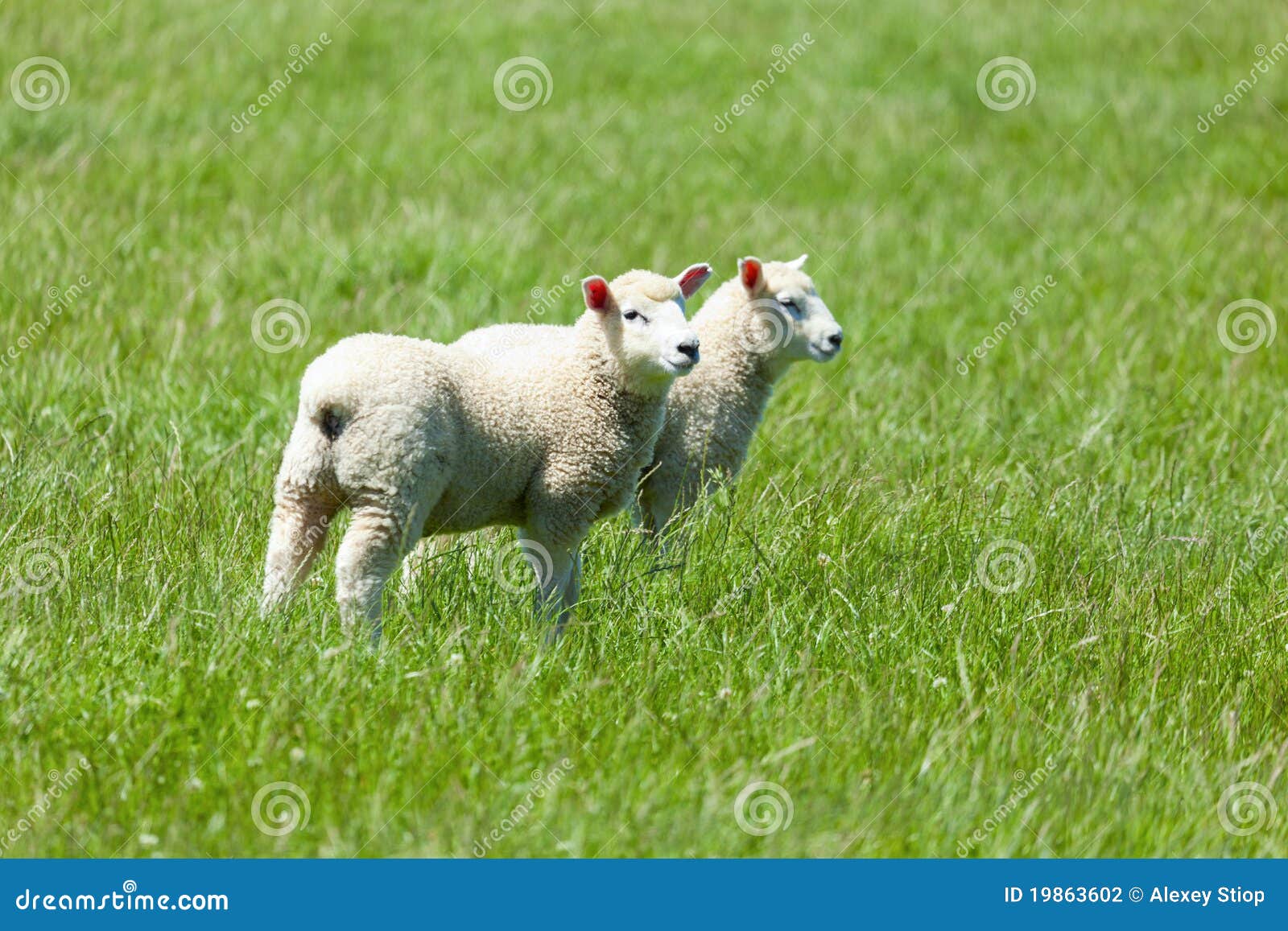 Sheep in the grass stock photo. Image of agriculture - 19863602