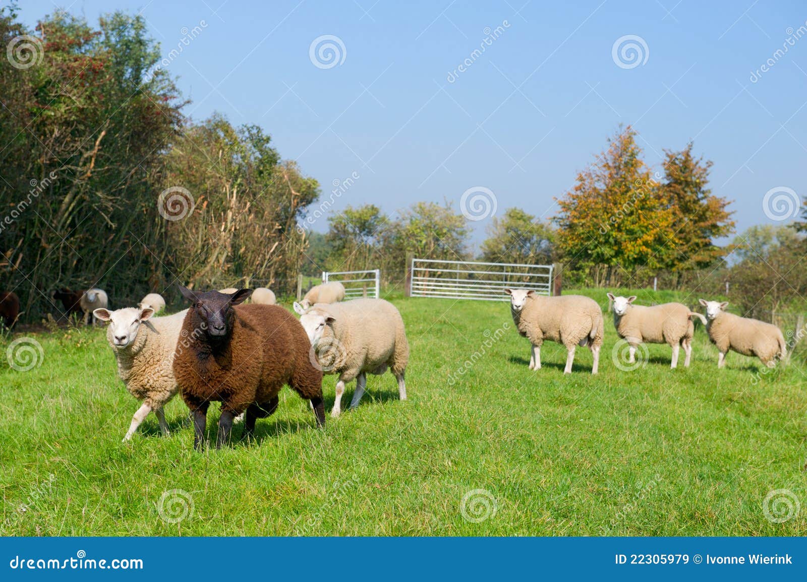 Sheep in the grass stock image. Image of nature, white - 22305979