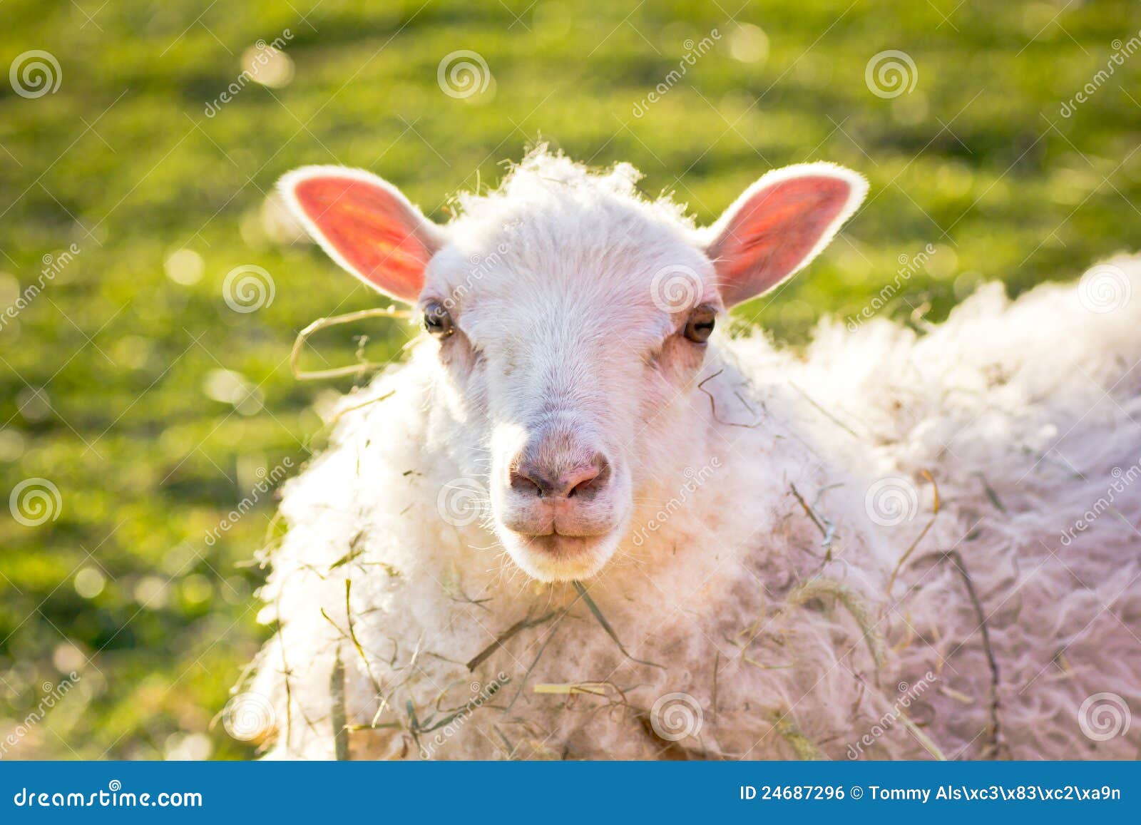 Sheep on grass stock photo. Image of head, portrait, grass - 24687296