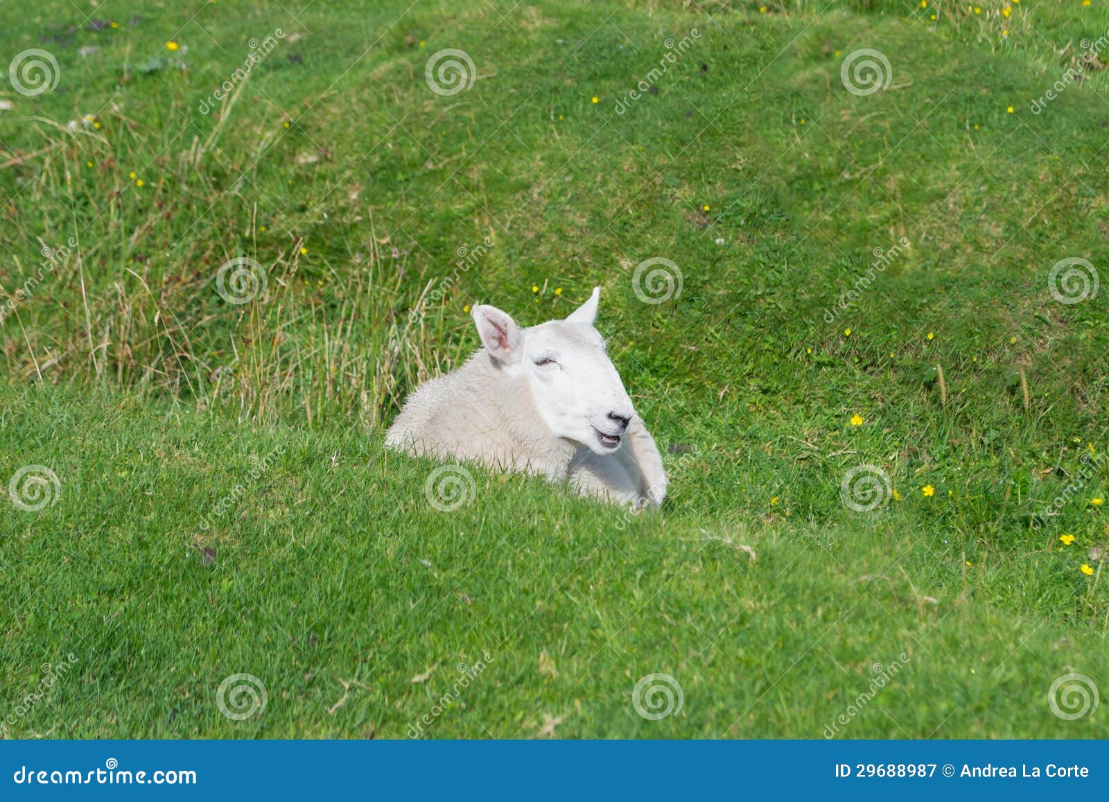 Sheep on the grass stock image. Image of sheep, plain - 29688987