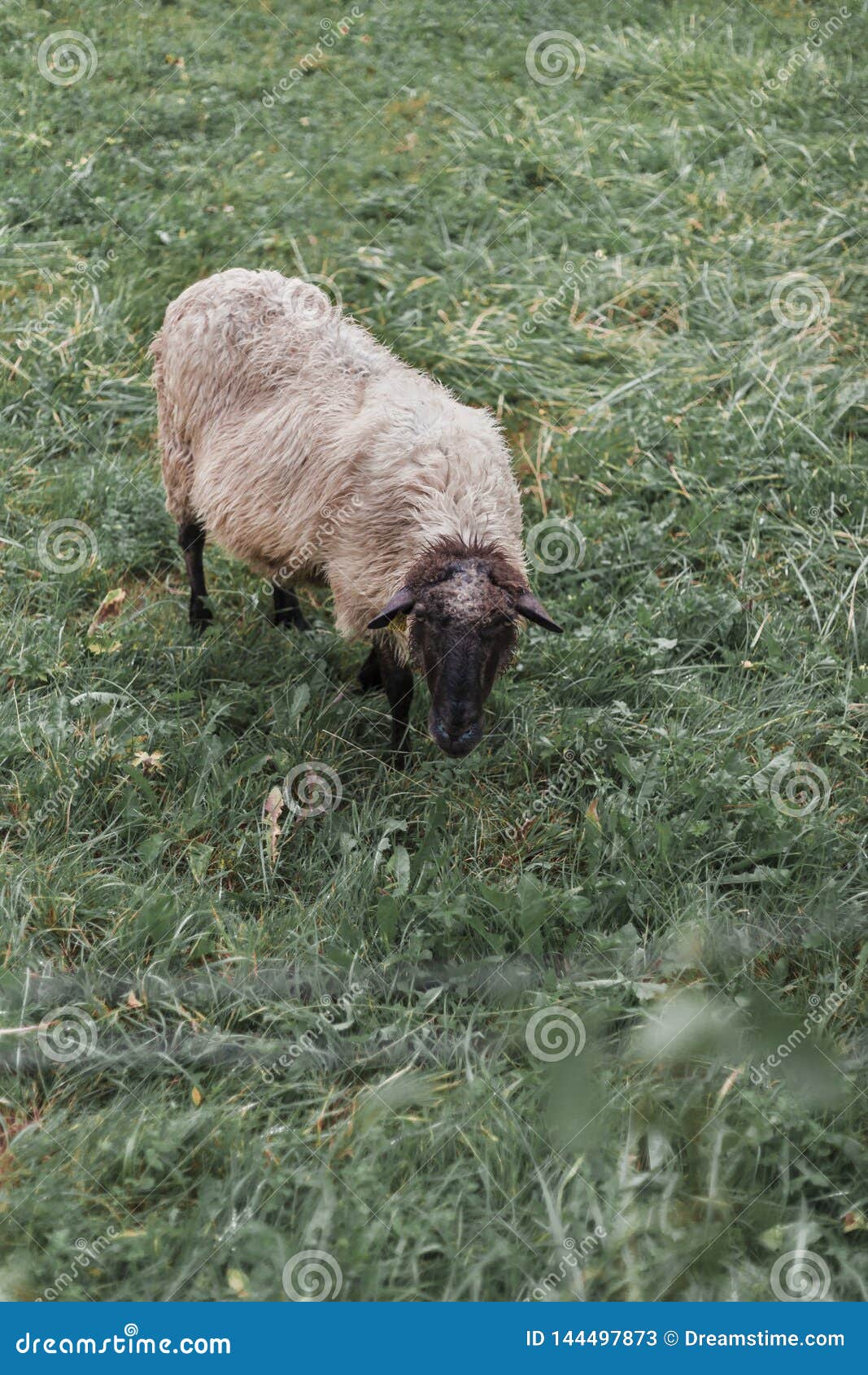 Sheep in a grass stock image. Image of agriculture, close - 144497873