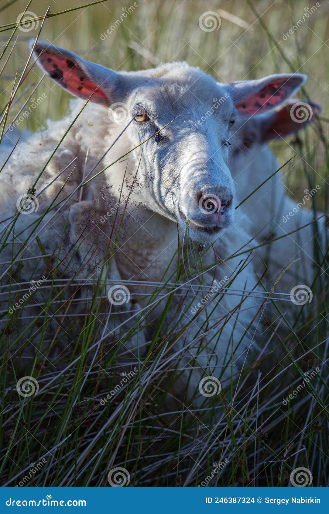 Sheep in the Grass, Chewing Green Bushes Stock Photo - Image of fresh ...