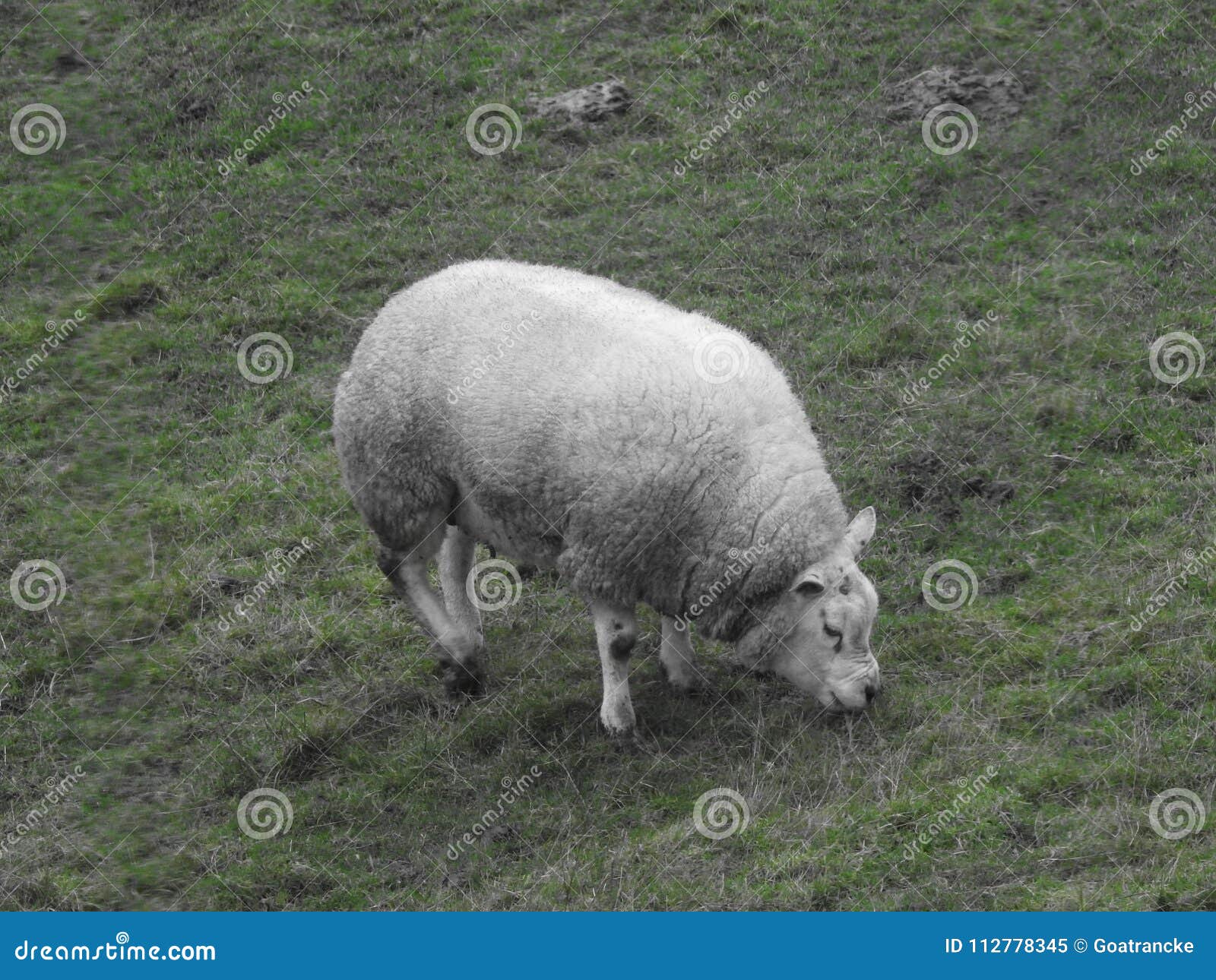 Sheep in the grass stock image. Image of schaap, eating - 112778345