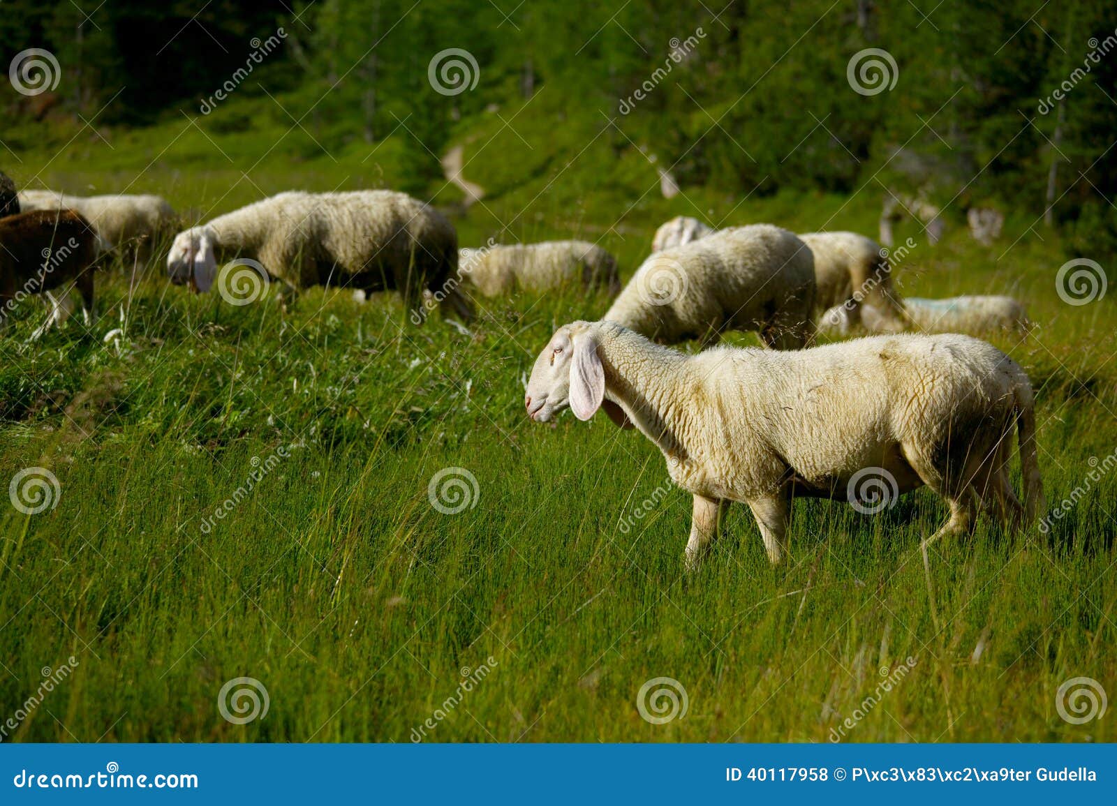 Sheep in the grass stock photo. Image of herd, feed, mutton - 40117958