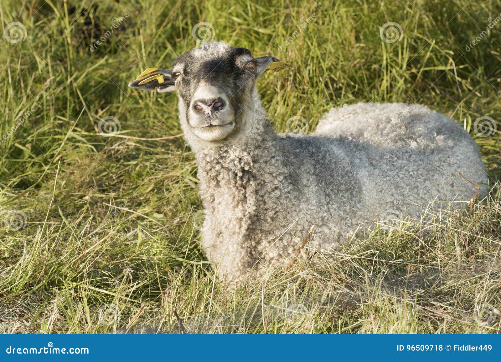 Sheep in grass stock photo. Image of outdoor, curious - 96509718