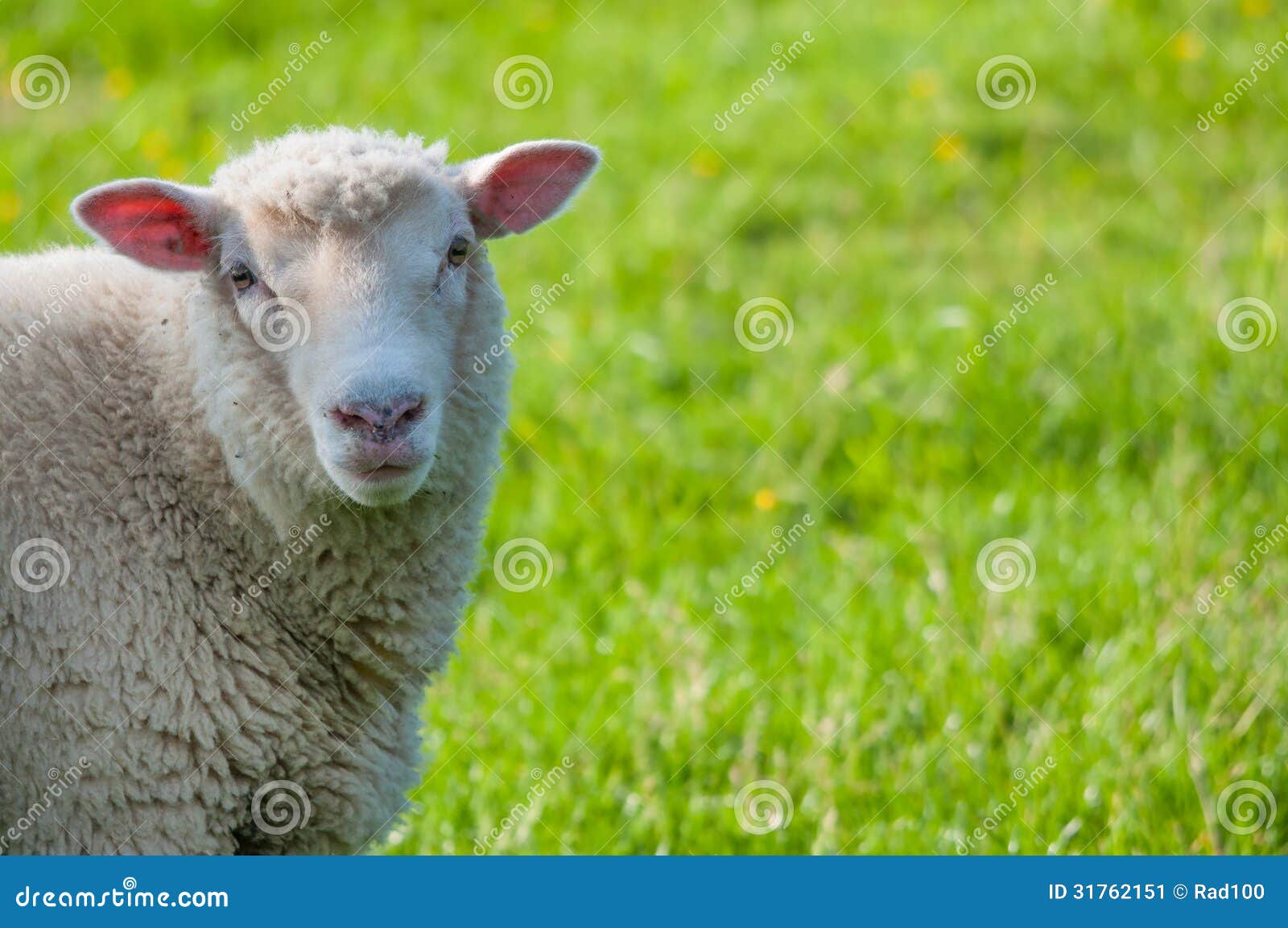 Sheep on grass stock image. Image of farm, wool, camera - 31762151