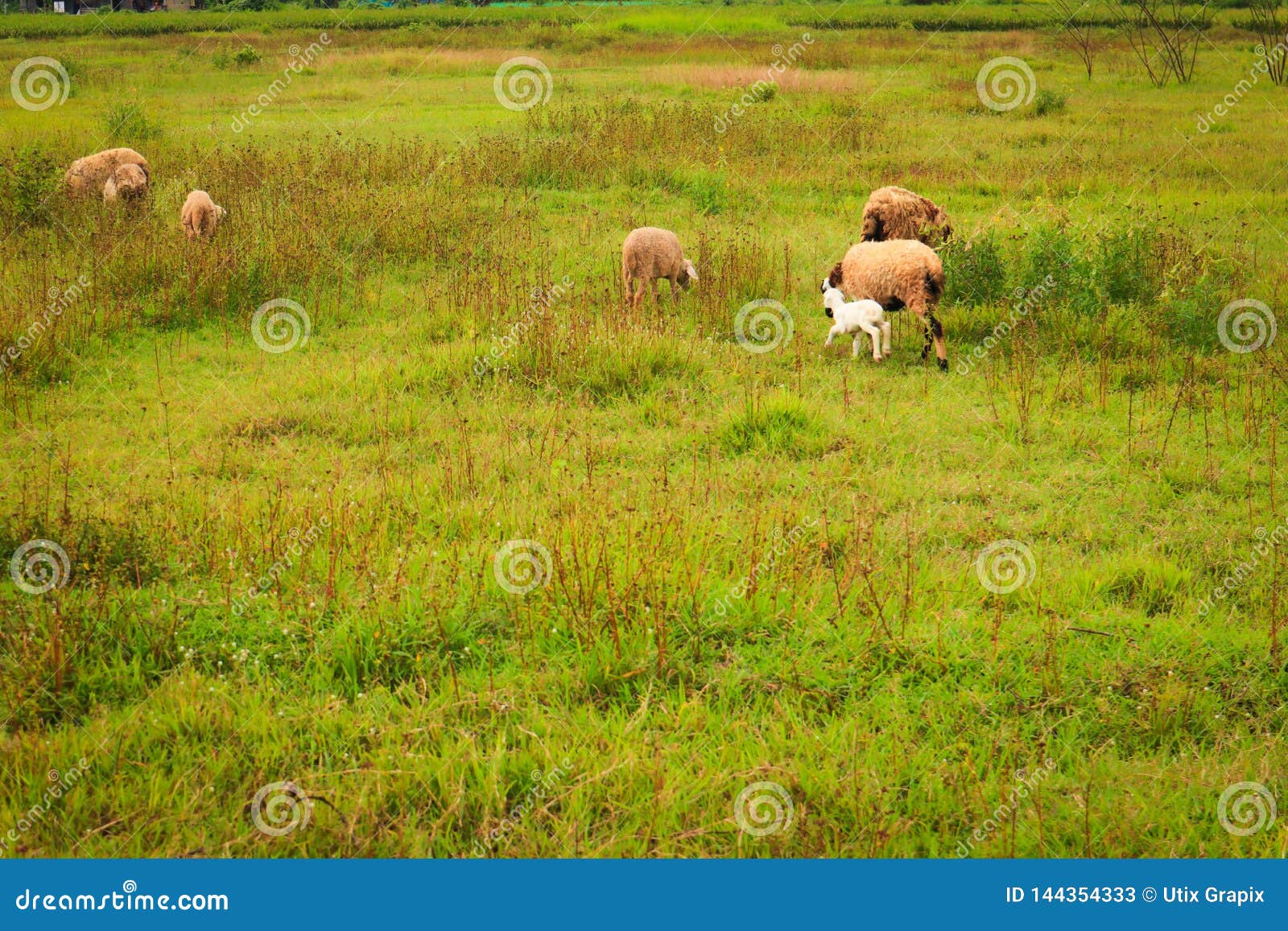 Sheep in the grass stock image. Image of agriculture - 144354333