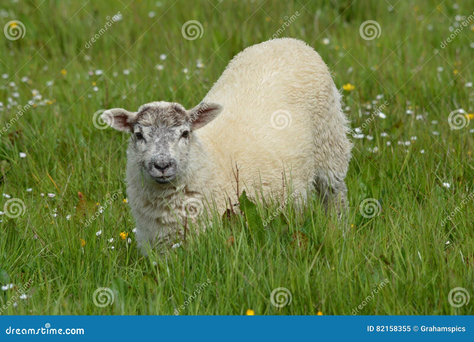 Sheep on grass stock image. Image of country, pasture - 82158355