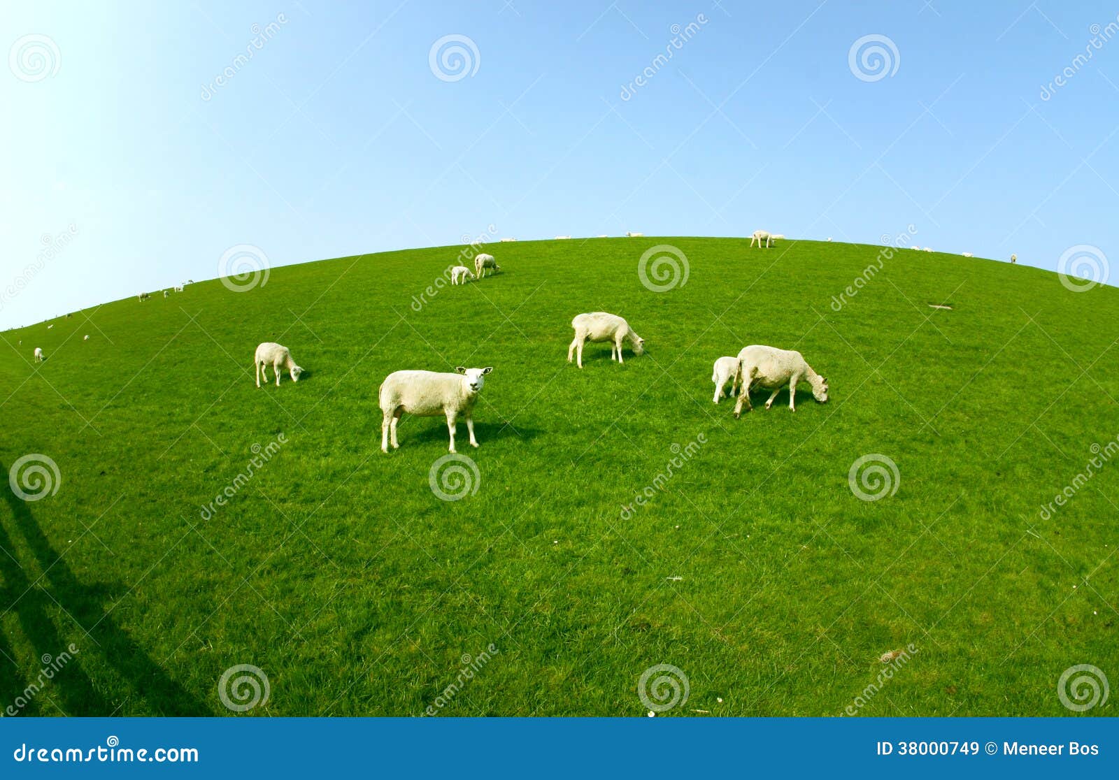 Sheep on a grassland stock image. Image of field, meadow - 38000749
