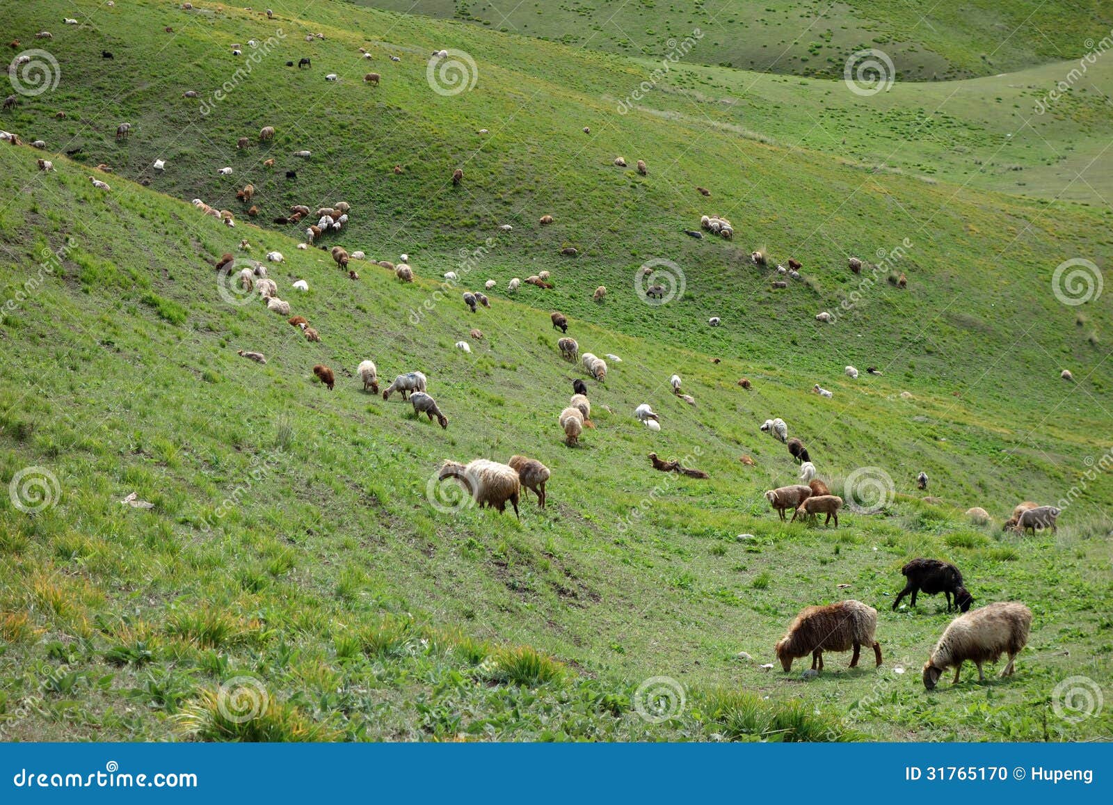 Sheep in grassland stock photo. Image of fields, feeding - 31765170