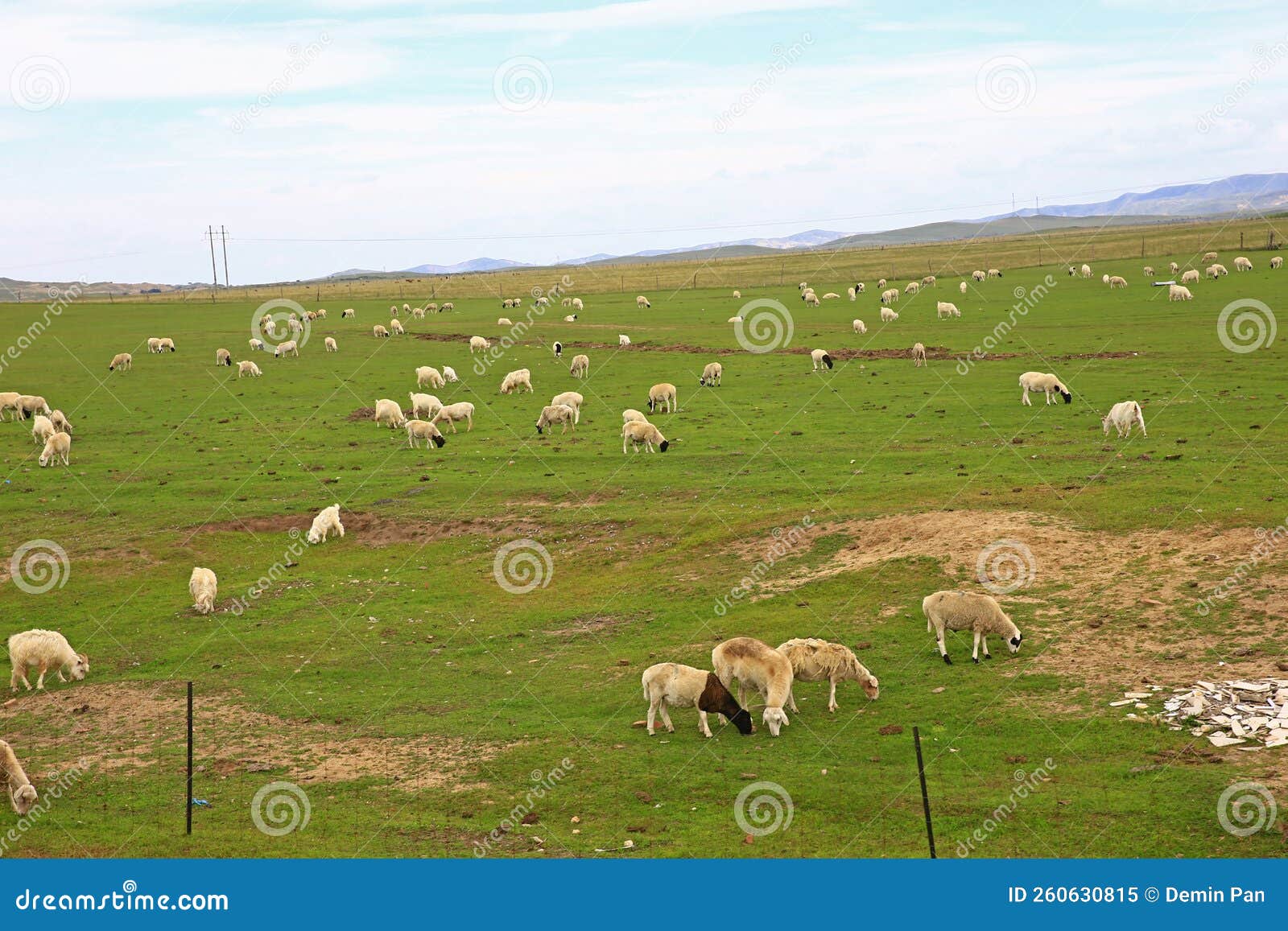 The Sheep of the Grasslands Stock Image - Image of cute, ears: 260630815