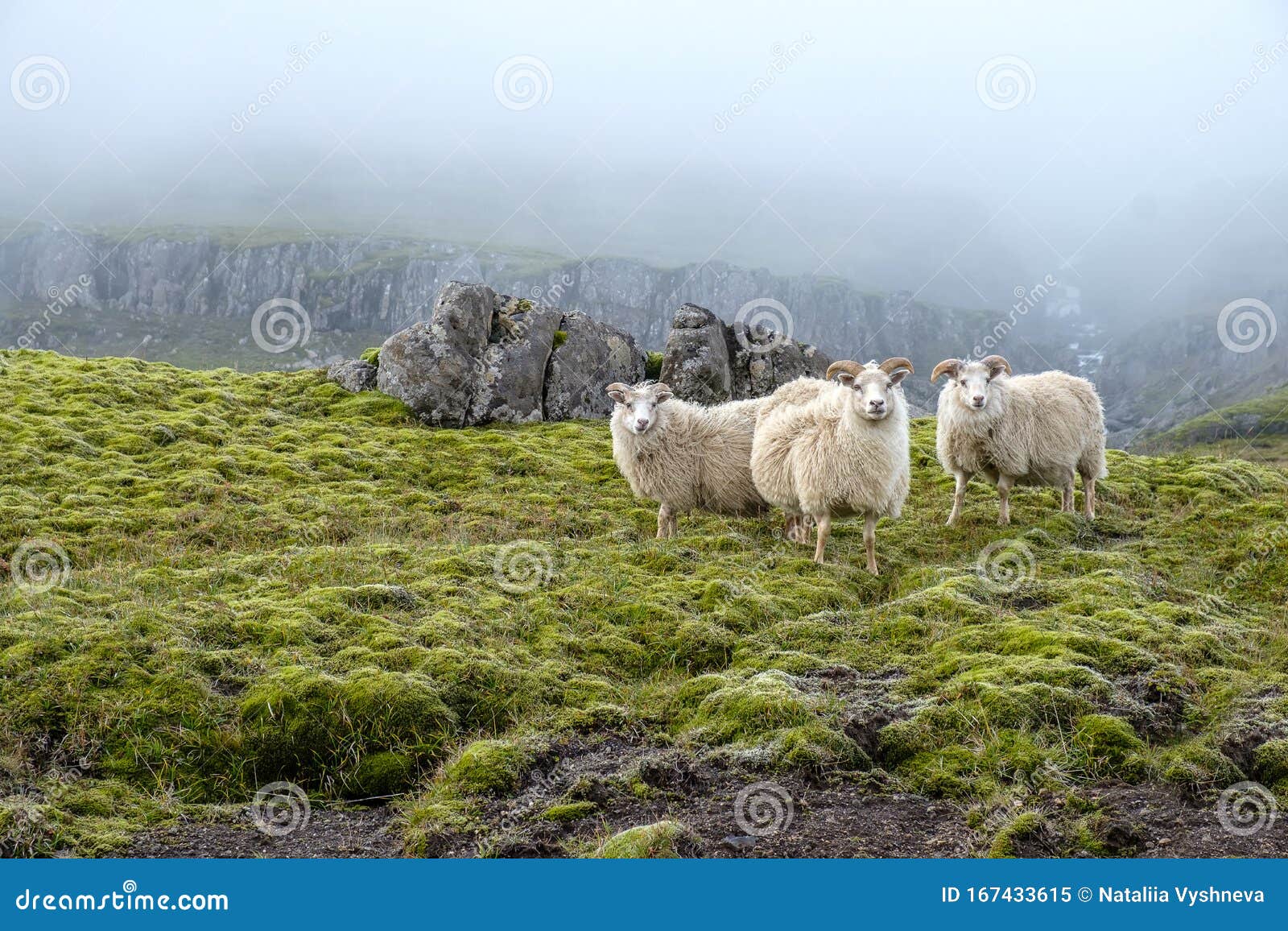 Sheep Graze on the Background of Majestic Nature, Fog and Icelandic ... Sheep Graze on the Background of Majestic Nature, Fog and Icelandic ...