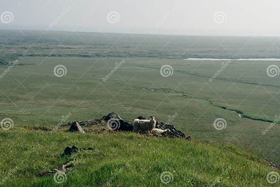 Sheep Graze on the Background of Majestic Nature, Fog and Icelandic ... Sheep Graze on the Background of Majestic Nature, Fog and Icelandic ...