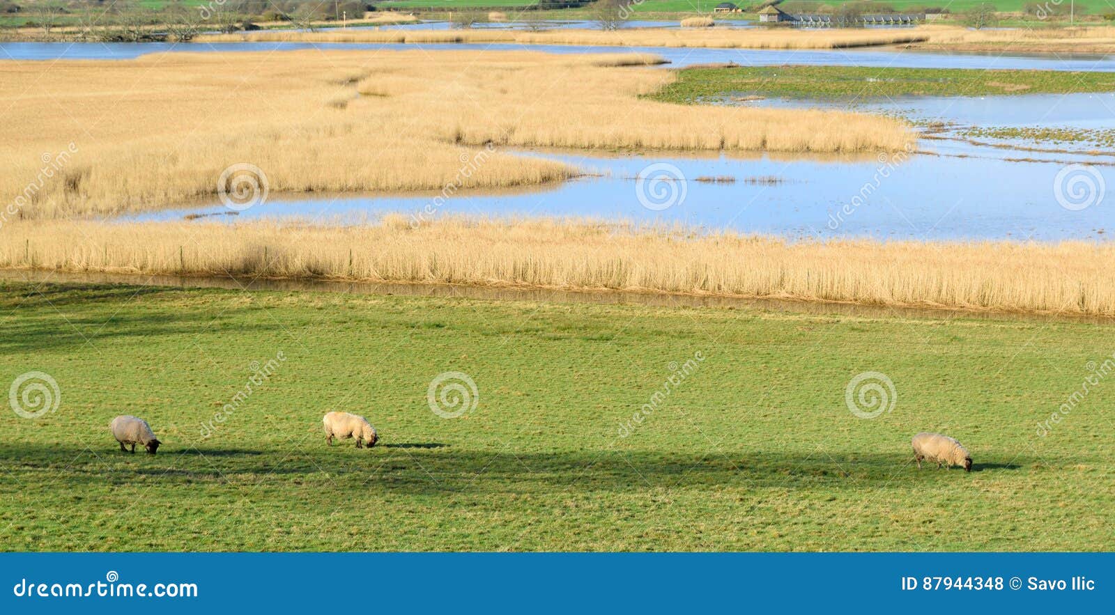 Sheep graze on a farmland stock photo. Image of england - 87944348