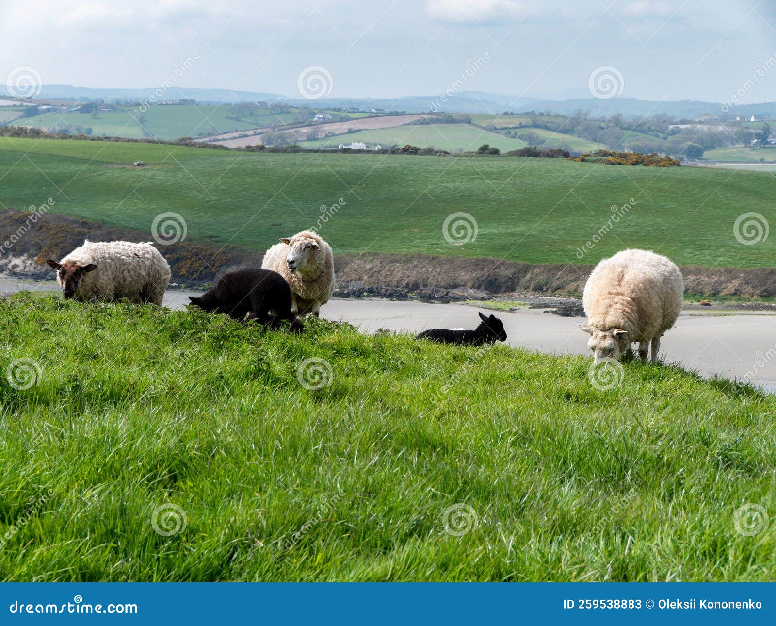 Sheep Graze. a Few Sheep in a Pasture. Free Grazing. Agricultural ... Sheep Graze. a Few Sheep in a Pasture. Free Grazing. Agricultural ...