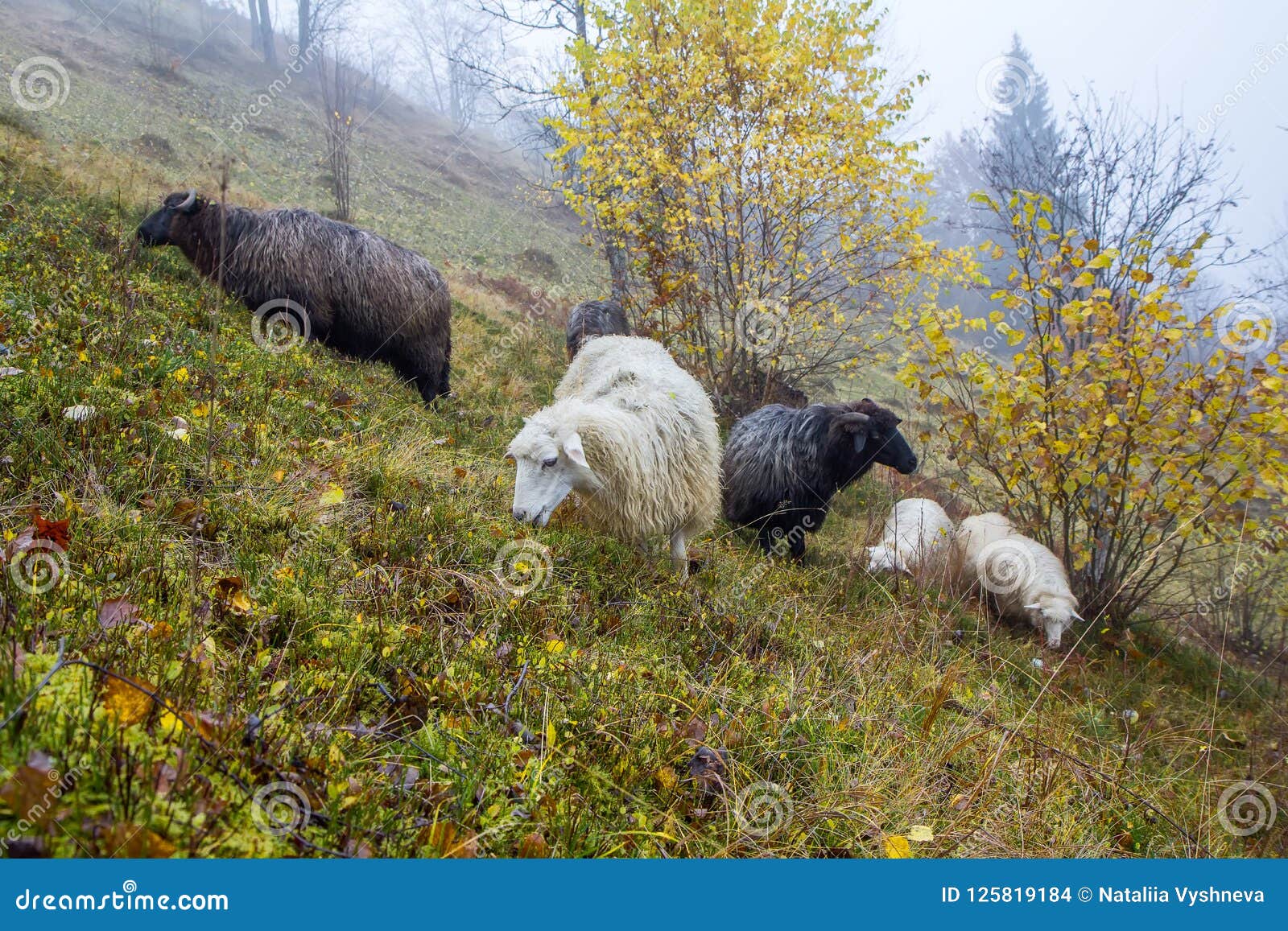 Sheep Graze in the Foggy Autumn Forest Stock Photo - Image of landskape ...