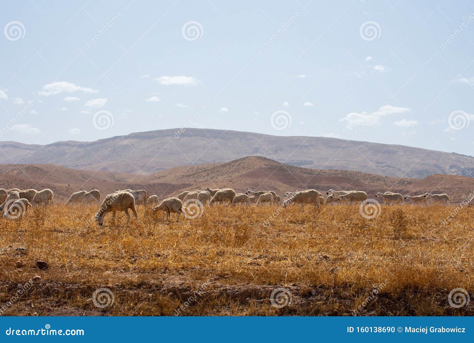 Sheep Graze on Grassy Fields in High Atlas Mountains in Morocco. Stock ...