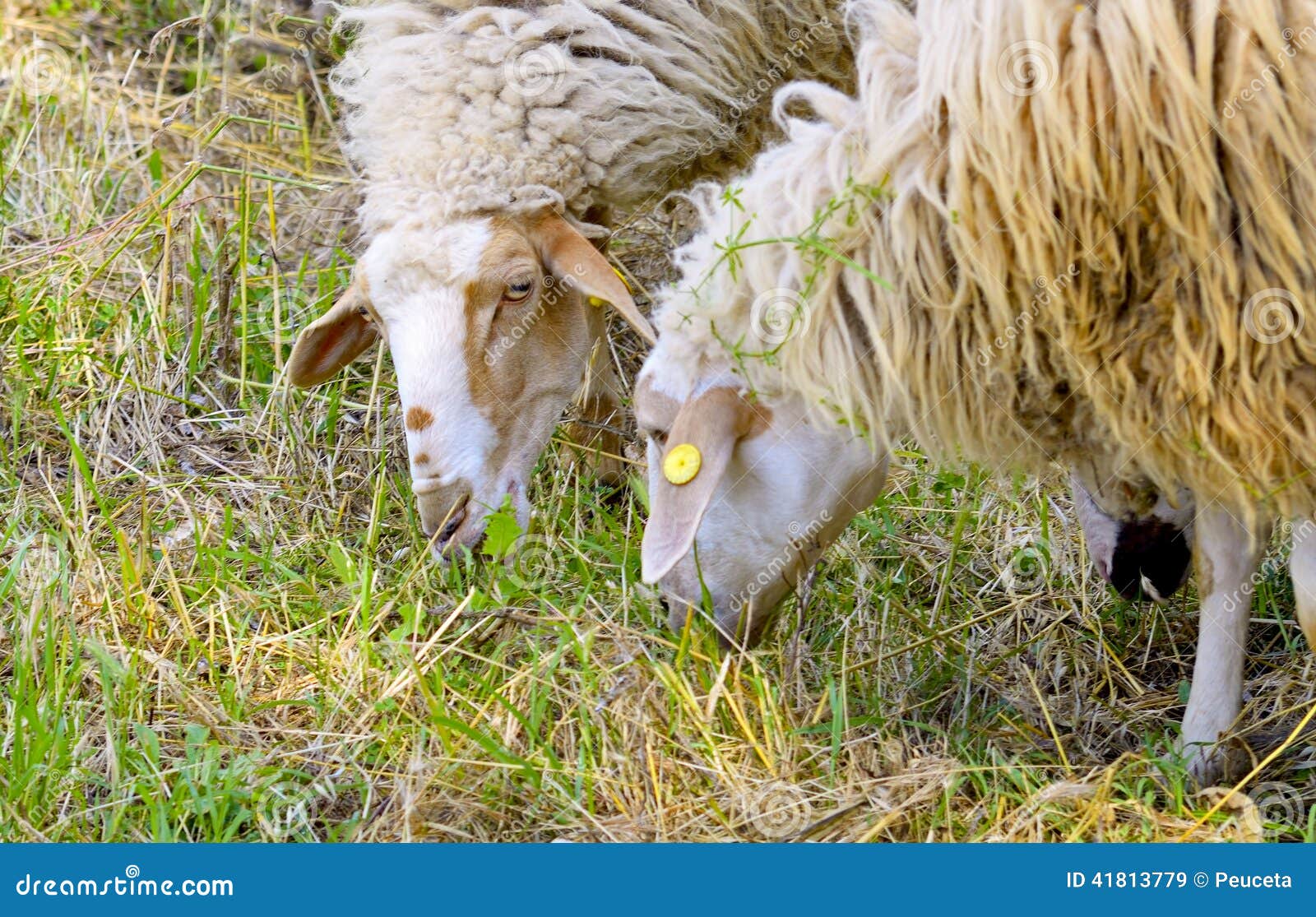 Sheep Graze and Graze on Grass Stock Image - Image of animal, life ...