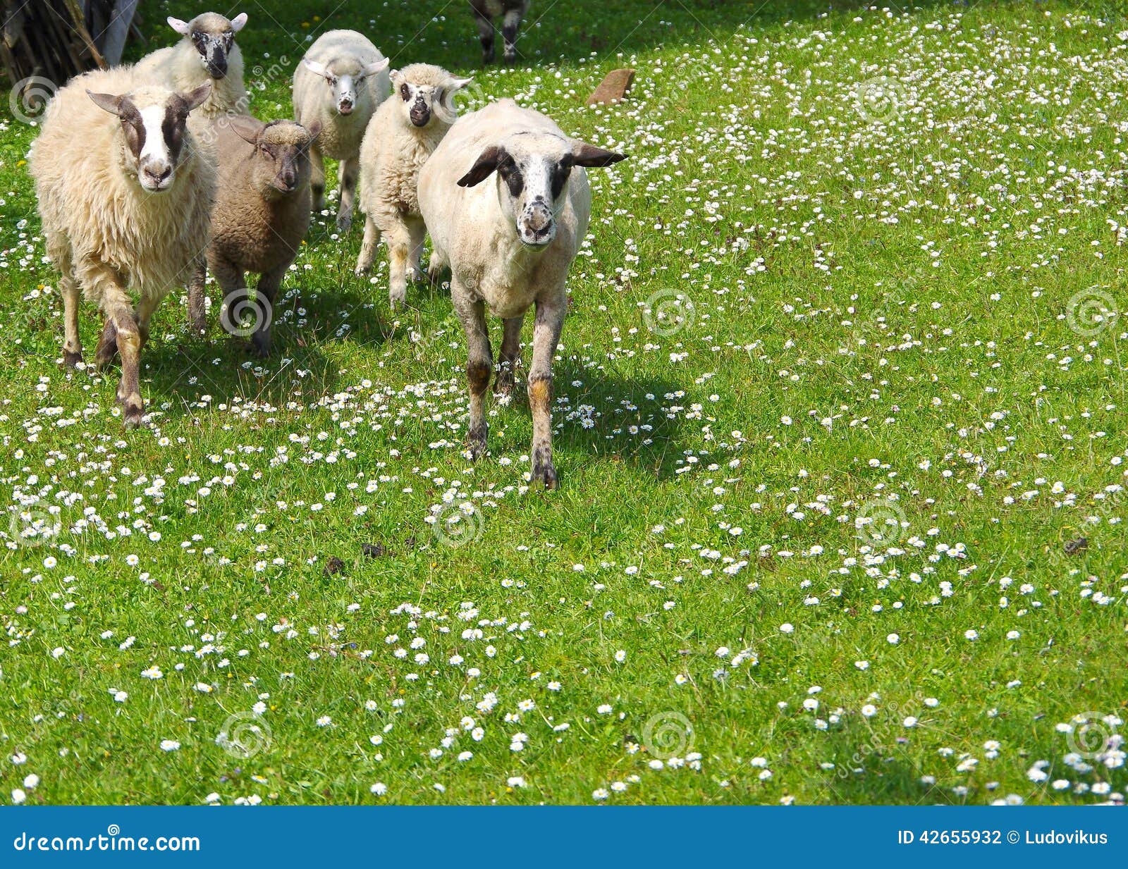 Sheep graze stock photo. Image of pasture, grass, feeding - 42655932