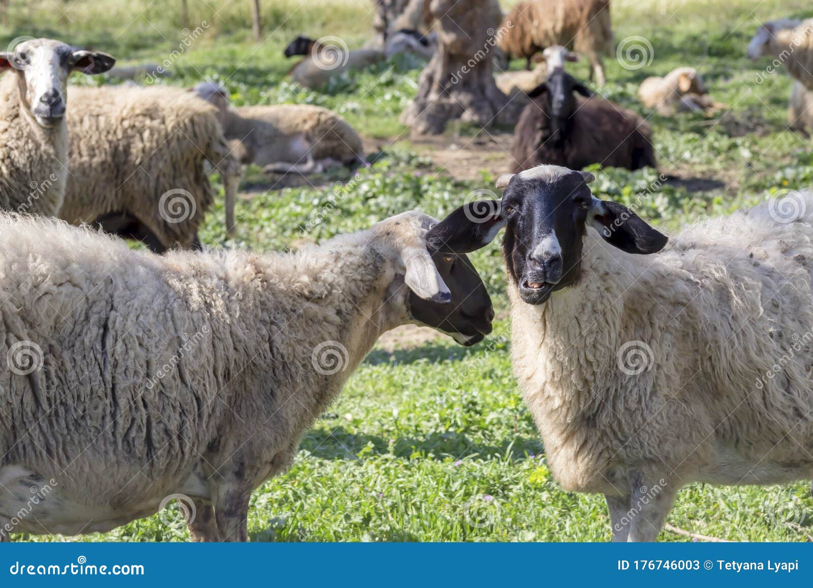 Sheep Graze in a Meadow Close-up Stock Image - Image of livestock, farm ...