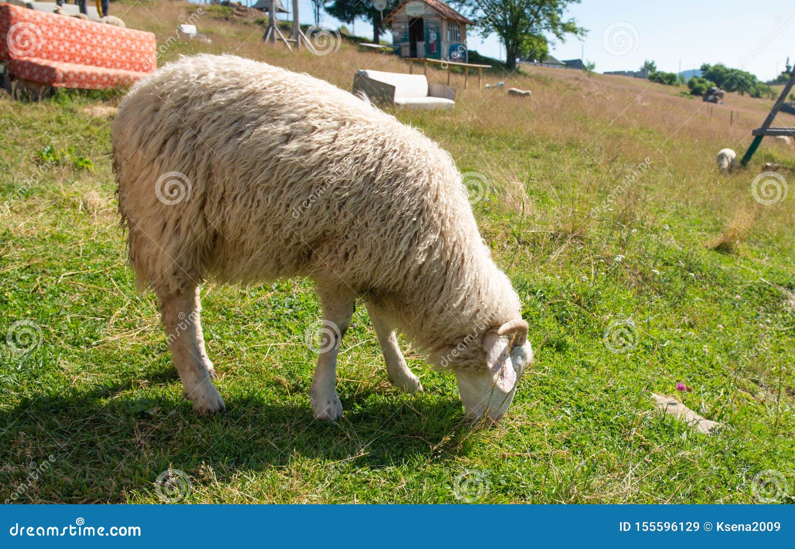 Sheep graze on pasture stock image. Image of flock, agriculture - 155596129