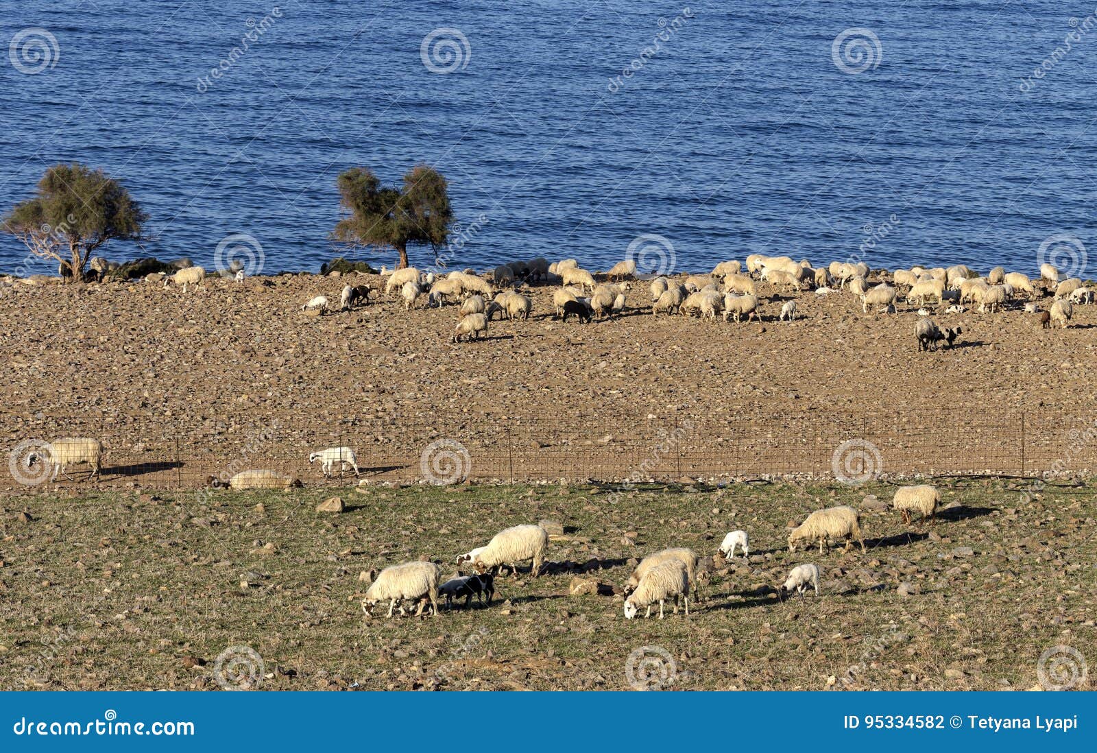 Sheep graze by the sea stock photo. Image of animals - 95334582