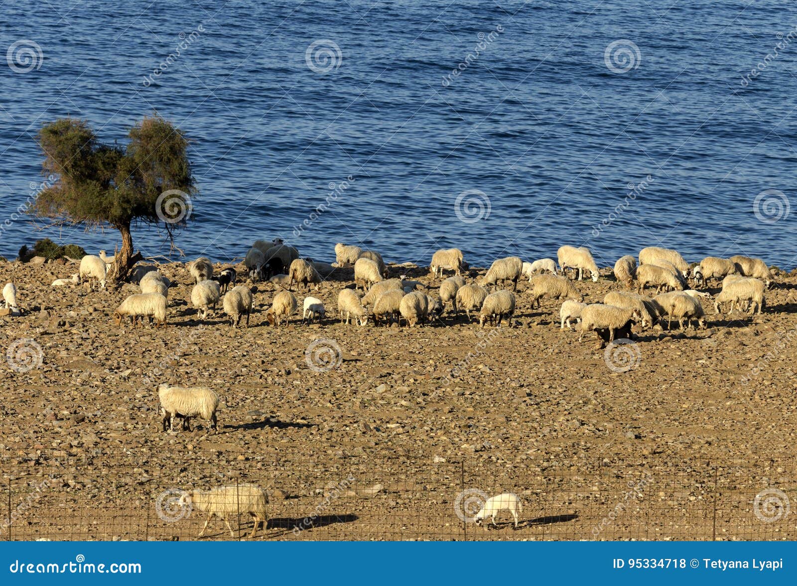 Sheep graze by the sea stock photo. Image of closeup - 95334718