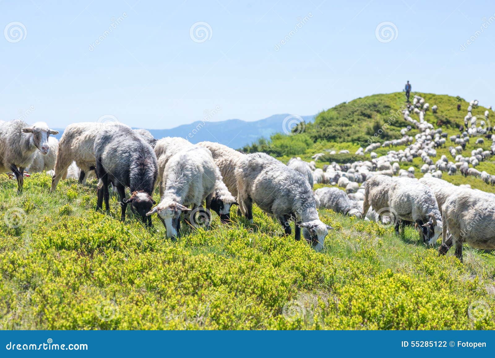 The Sheep that Graze on the Slopes of the Ukrainian Carpathians ...