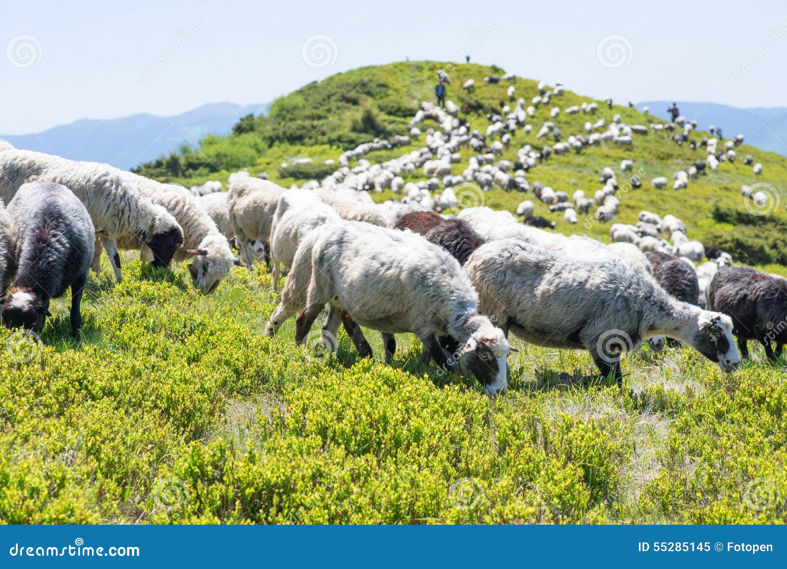 The Sheep that Graze on the Slopes of the Ukrainian Carpathians ...