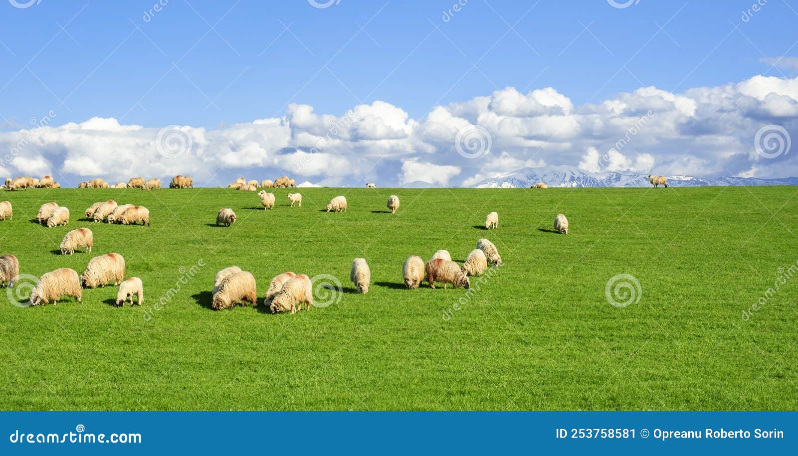 Sheep Graze on the Spring Green Grass Stock Image - Image of group ...