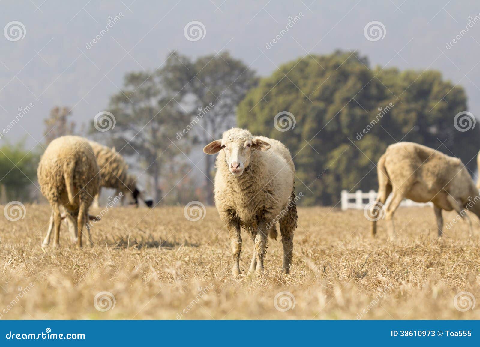 Sheep Grazed on a Dry Field in Summer Stock Image - Image of natural ...