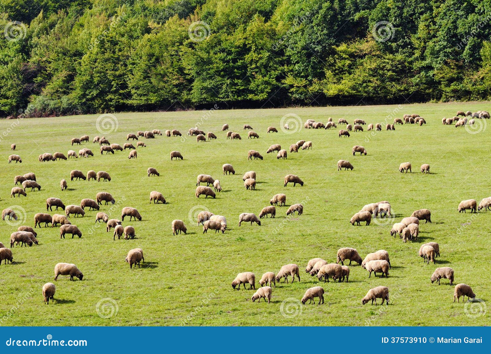 Sheep grazes stock photo. Image of graze, rural, sheep - 37573910