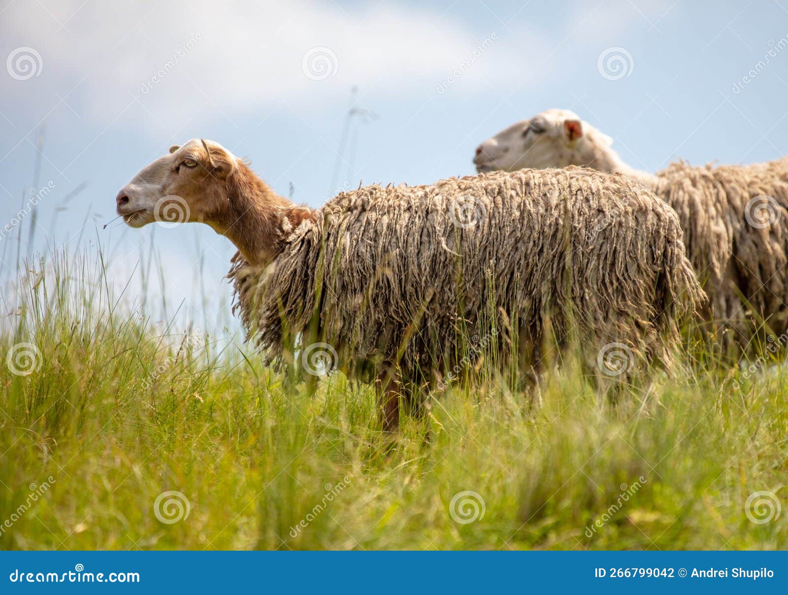 Sheep Grazes in Green Grass. Stock Photo - Image of vivid, rural: 266799042