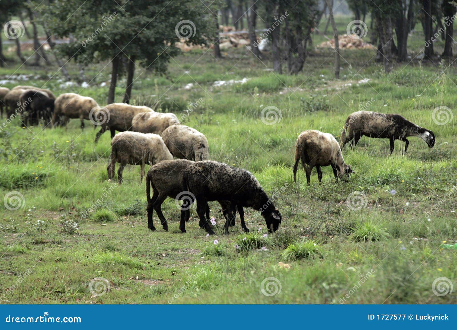 Sheep Grazing Royalty-Free Stock Photo | CartoonDealer.com #1727577