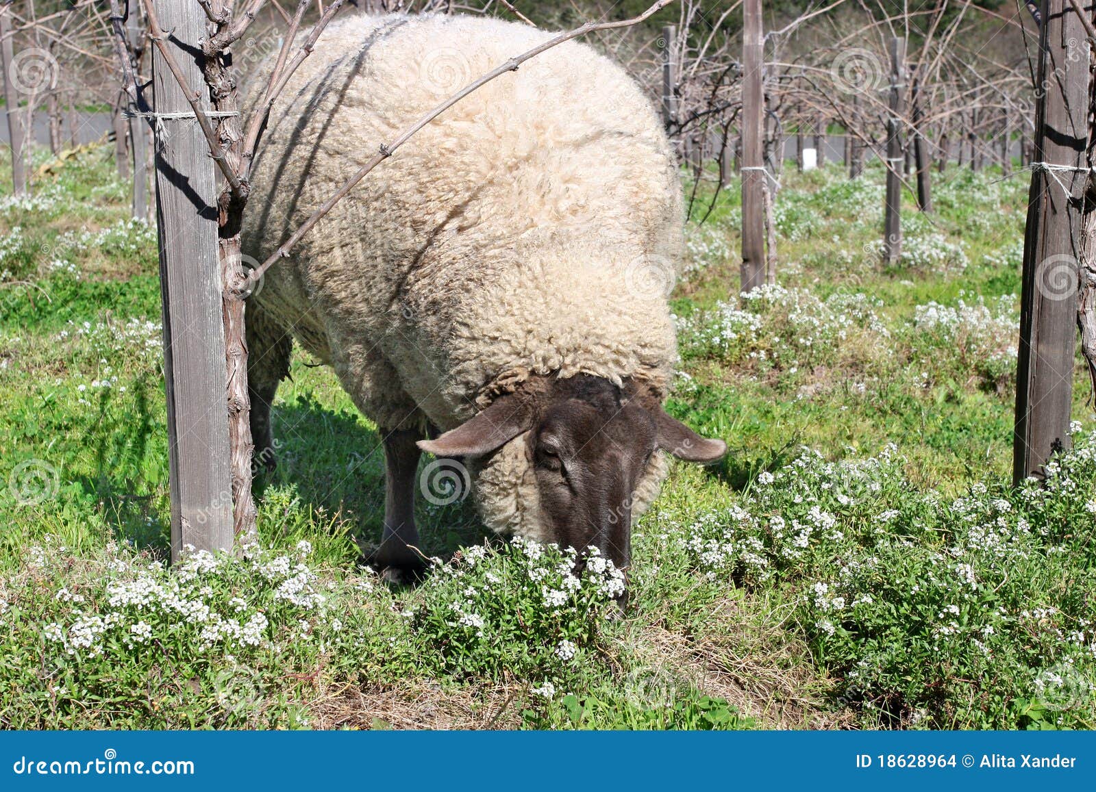 Sheep Grazing stock photo. Image of green, flock, farming - 18628964