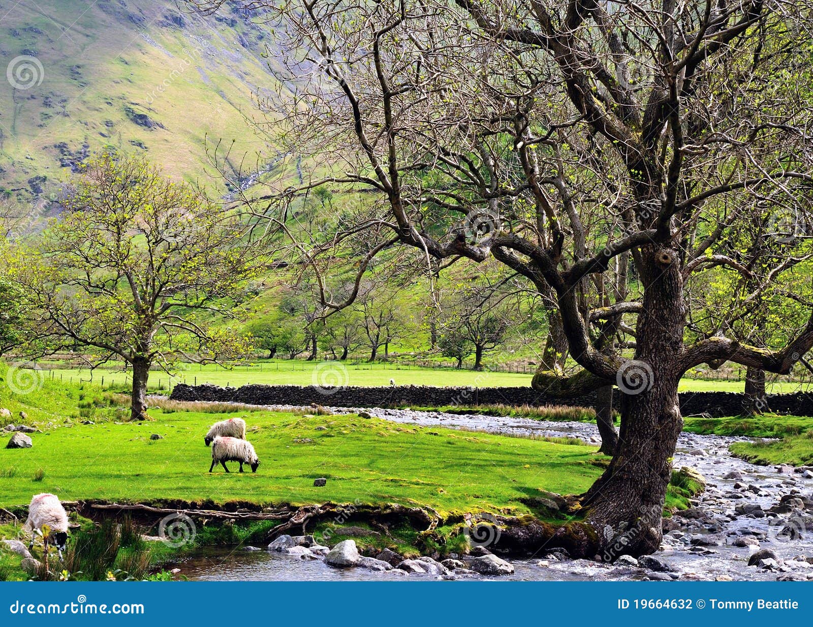 Sheep Grazing Stock Photography - Image: 19664632